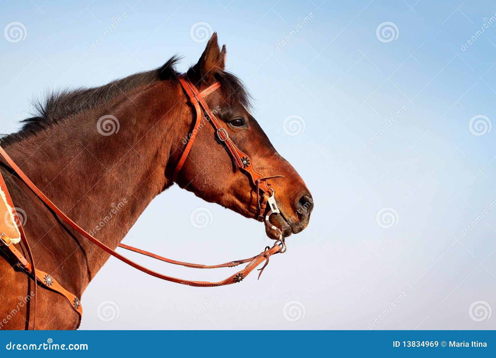 Horse in western equipment stock image. Image of brown - 13834969