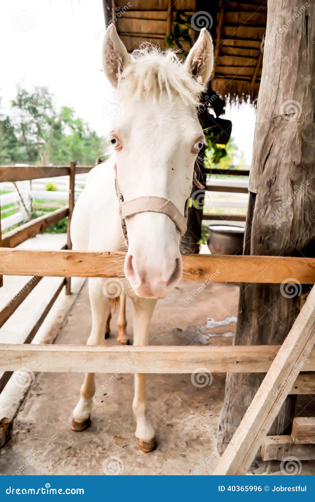 Horse stock photo. Image of farm, white, mammal, ride - 40365996