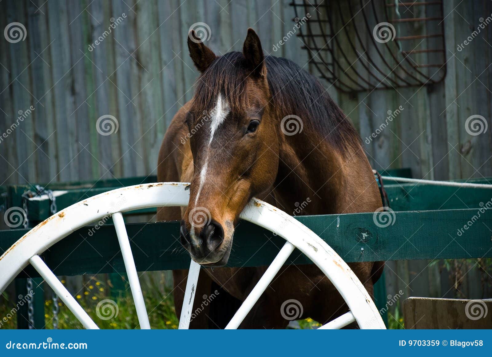 Horse with white wheel stock image. Image of freedom, fence - 9703359