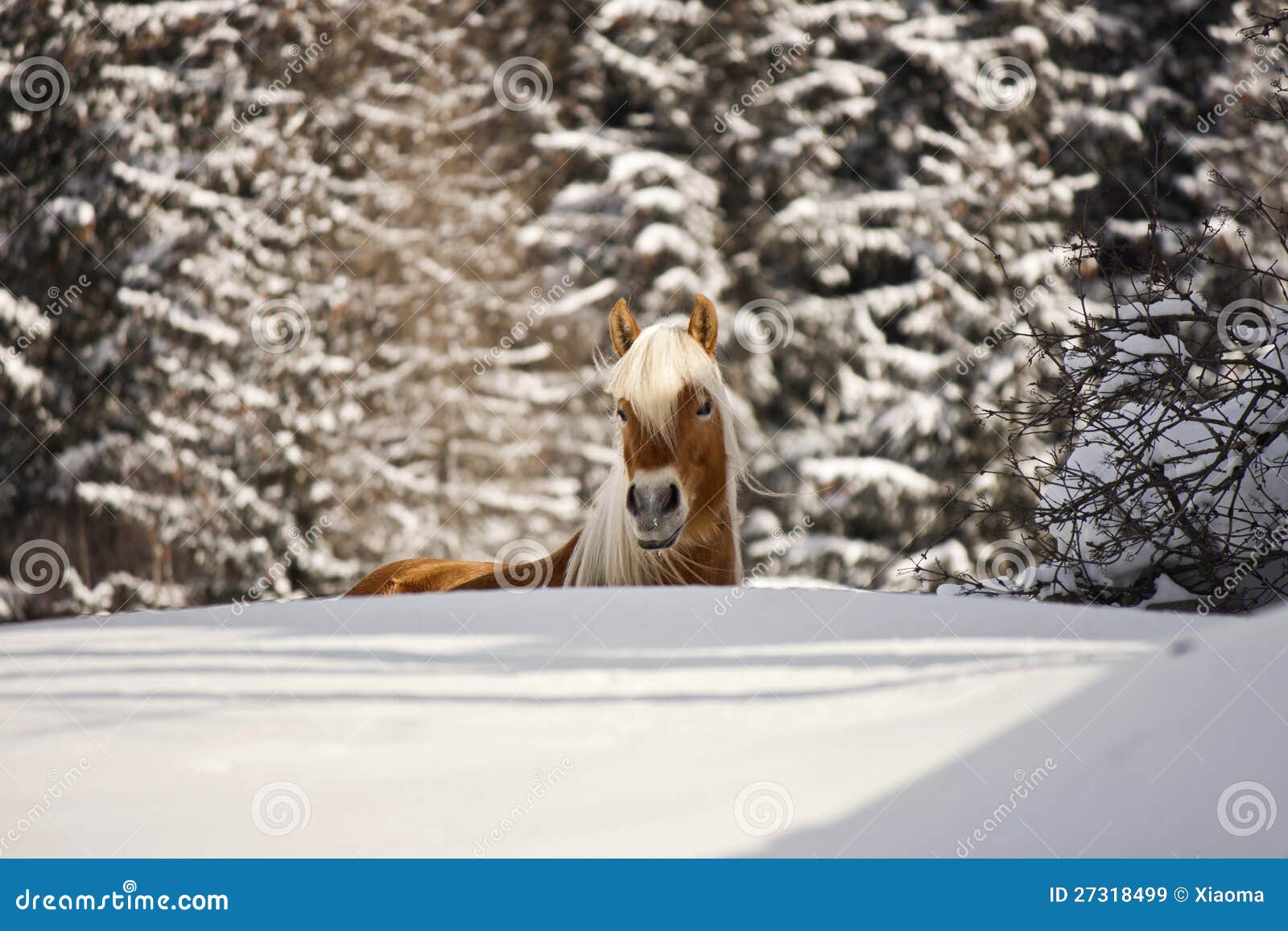 Horse in a Winter Landscape Stock Image - Image of sled, landscape ...