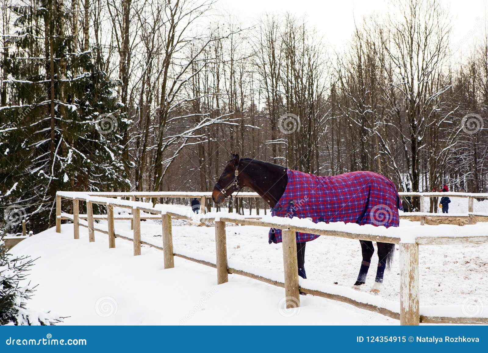 Horse Winter in the Paddock. Stock Image - Image of light, orange ...