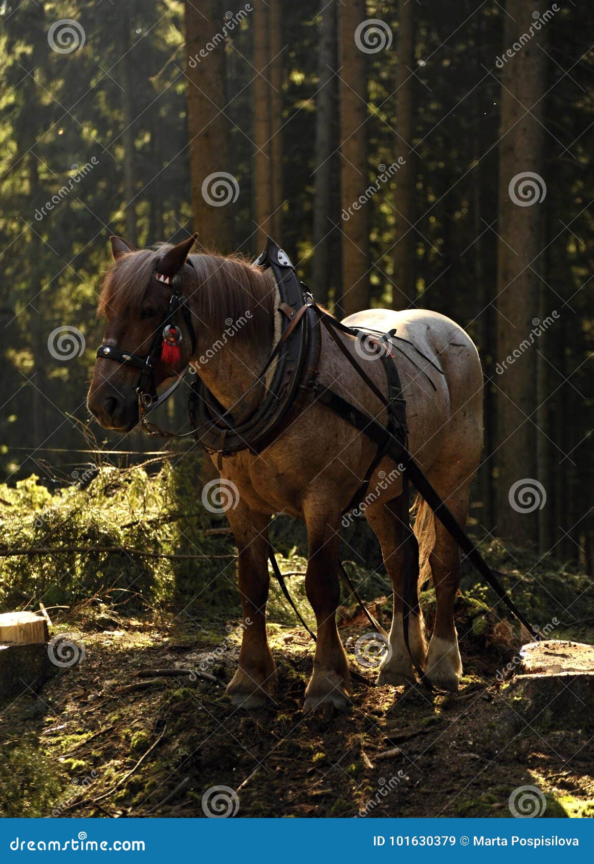 Horse working stock image. Image of ginger, halter, heavy - 101630379