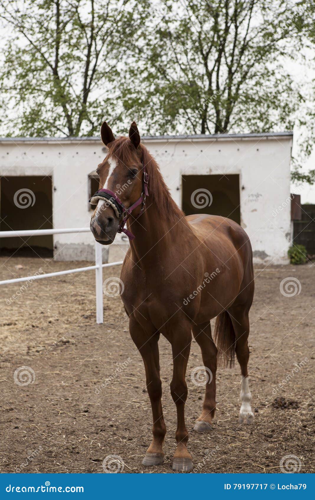 Horse in the yard stock image. Image of nice, landscape - 79197717