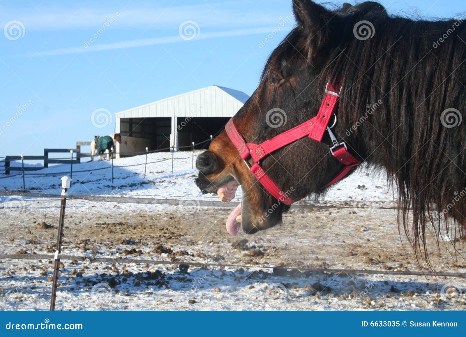 Horse Yawn stock image. Image of belgian, draft, pony - 6633035