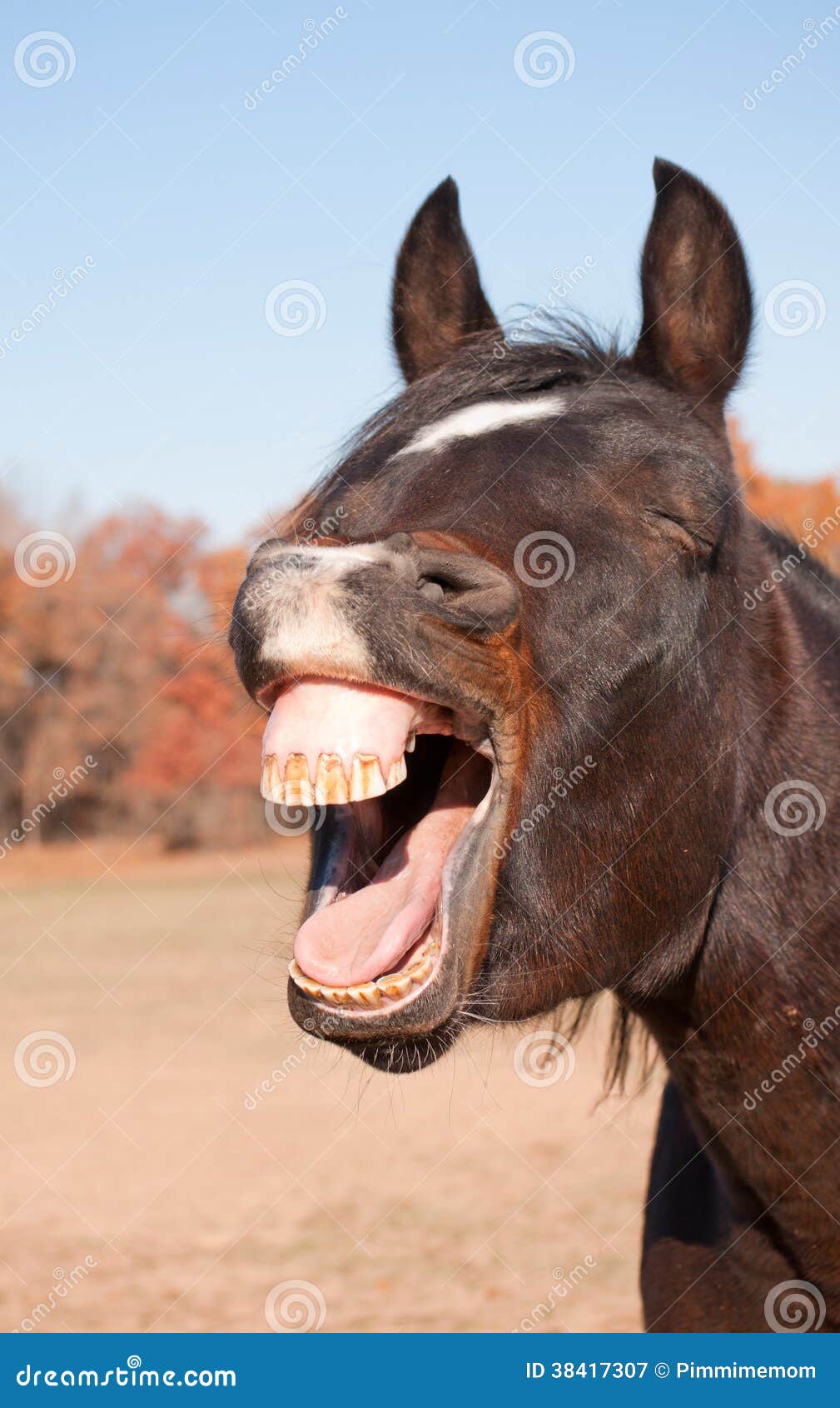 Horse Yawning, Looking Like he is Laughing Stock Image - Image of ears ...