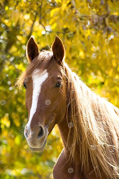 Horse on yellow stock image. Image of closeup, equestrian - 2175189