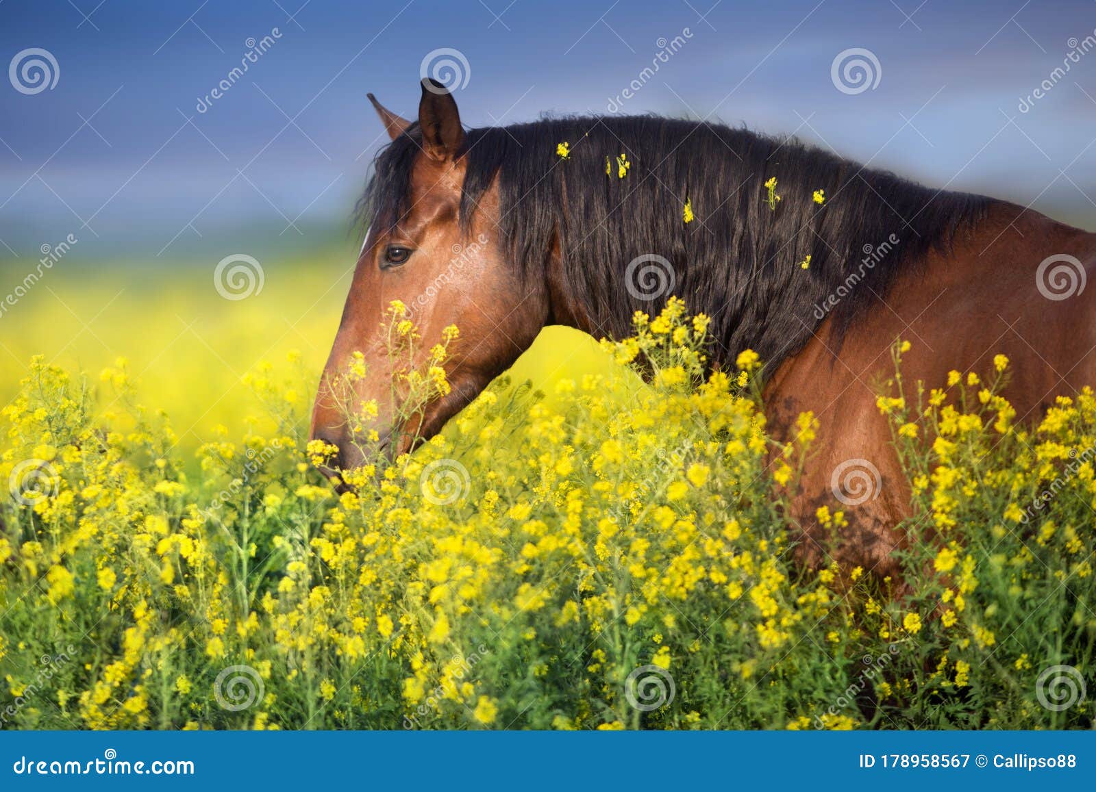 Horse in yellow stock image. Image of mammal, horse - 178958567