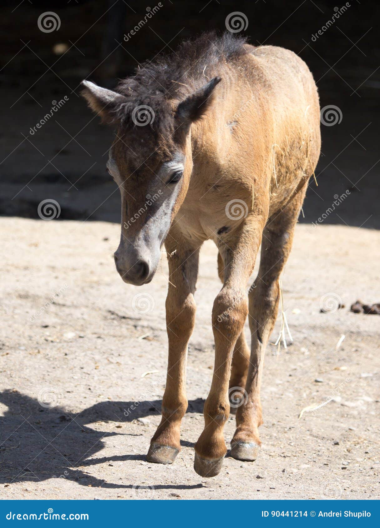 Horse In Zoo Royalty-Free Stock Image | CartoonDealer.com #90441214