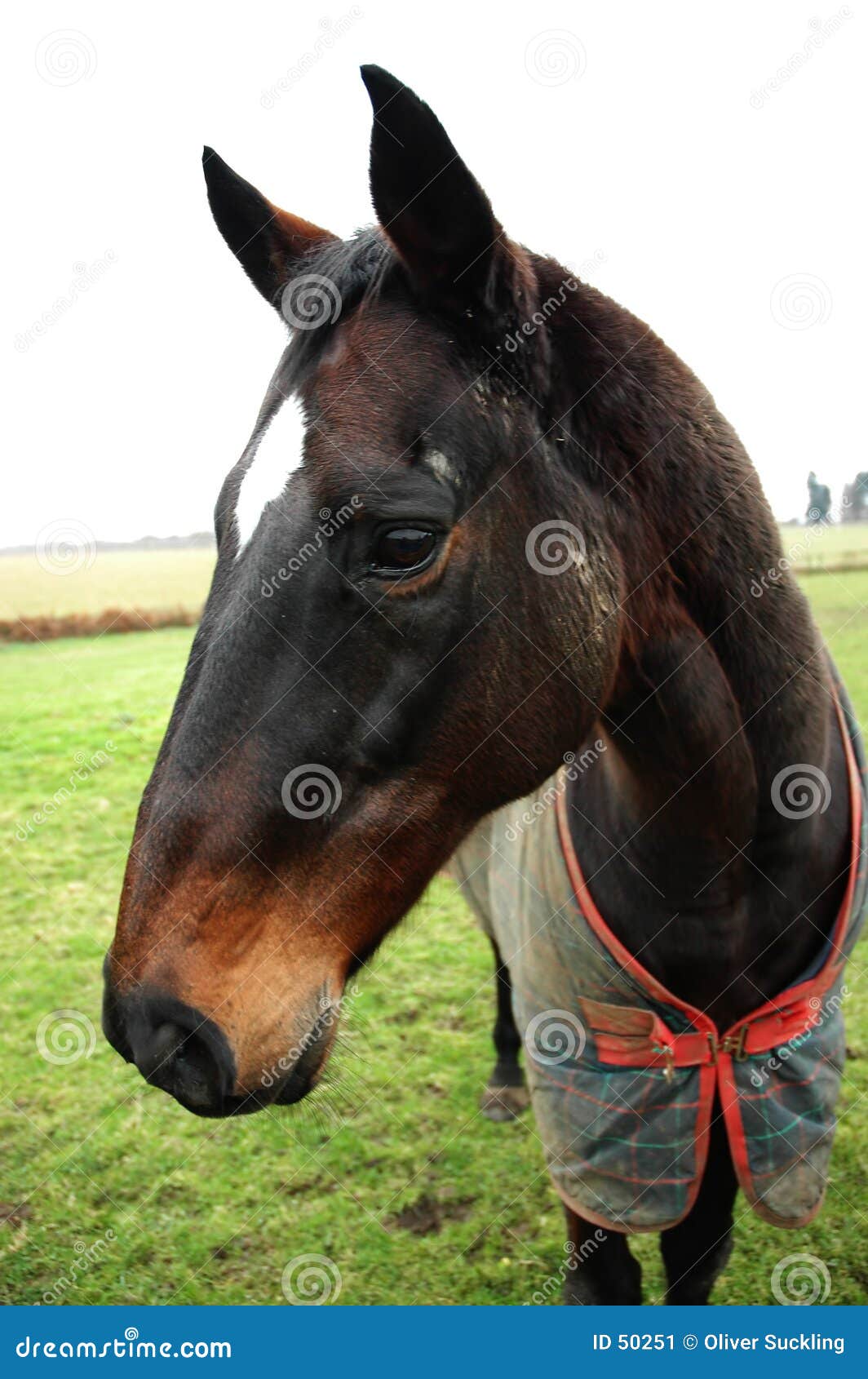 Horse1 stock image. Image of equine, close, horse, field - 50251