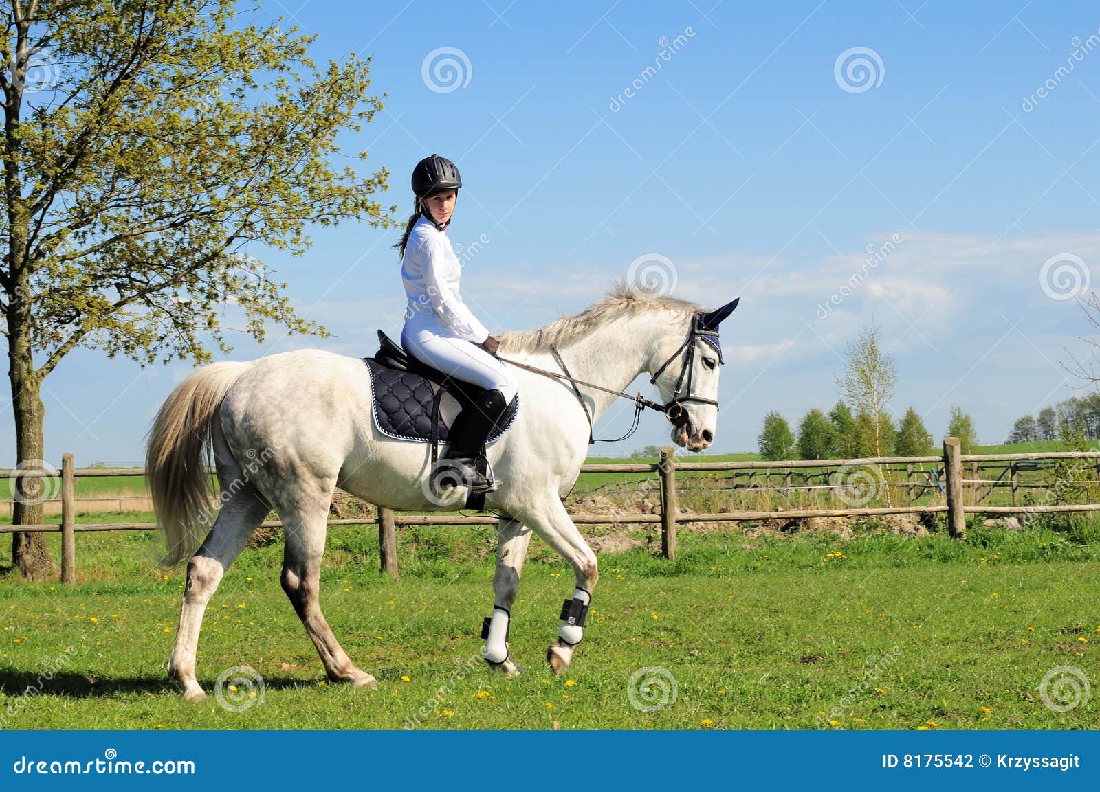 Horseback riding stock photo. Image of farmland, fence - 8175542
