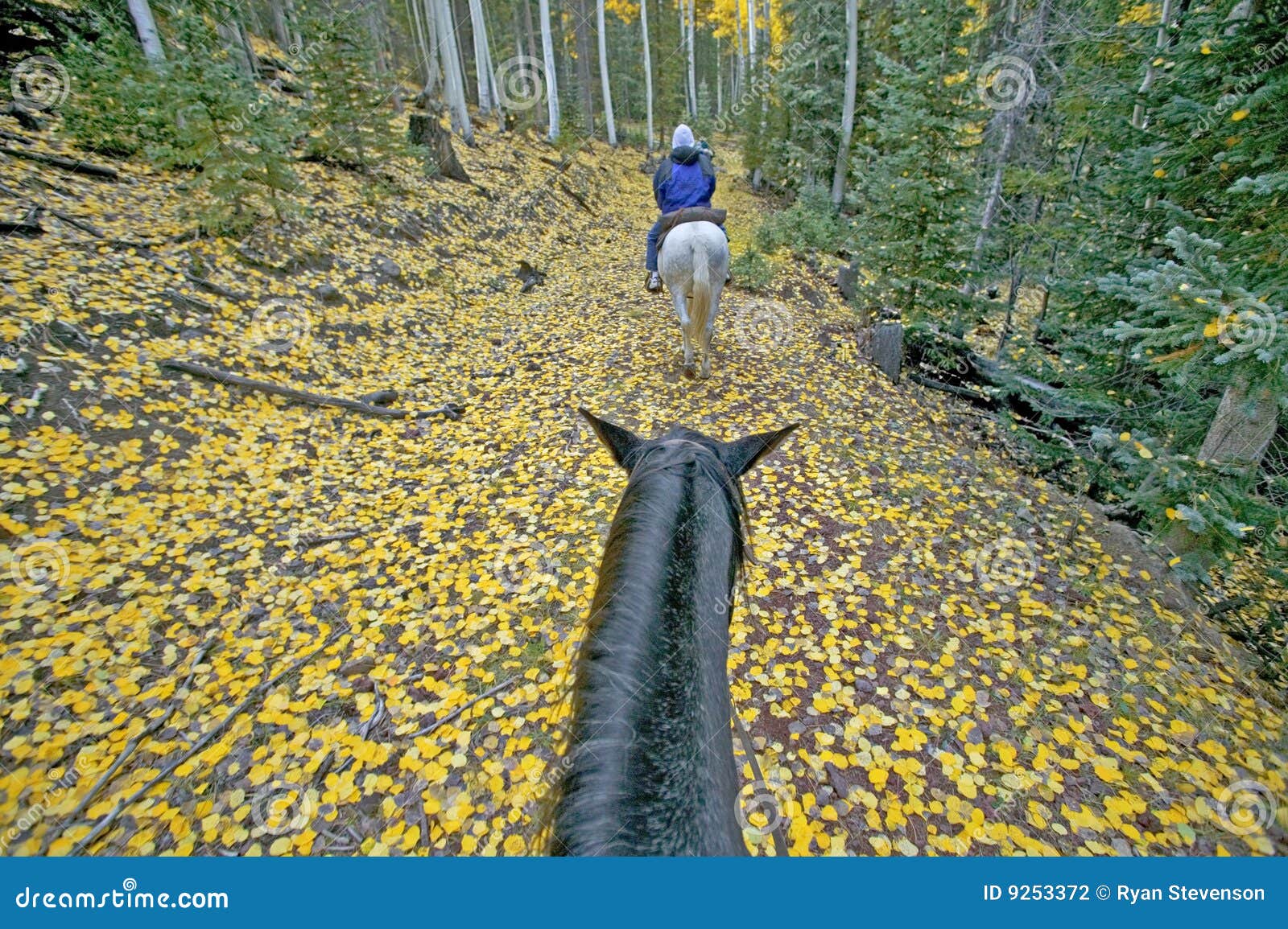 Horseback Riding stock photo. Image of horse, ponies, rider - 9253372