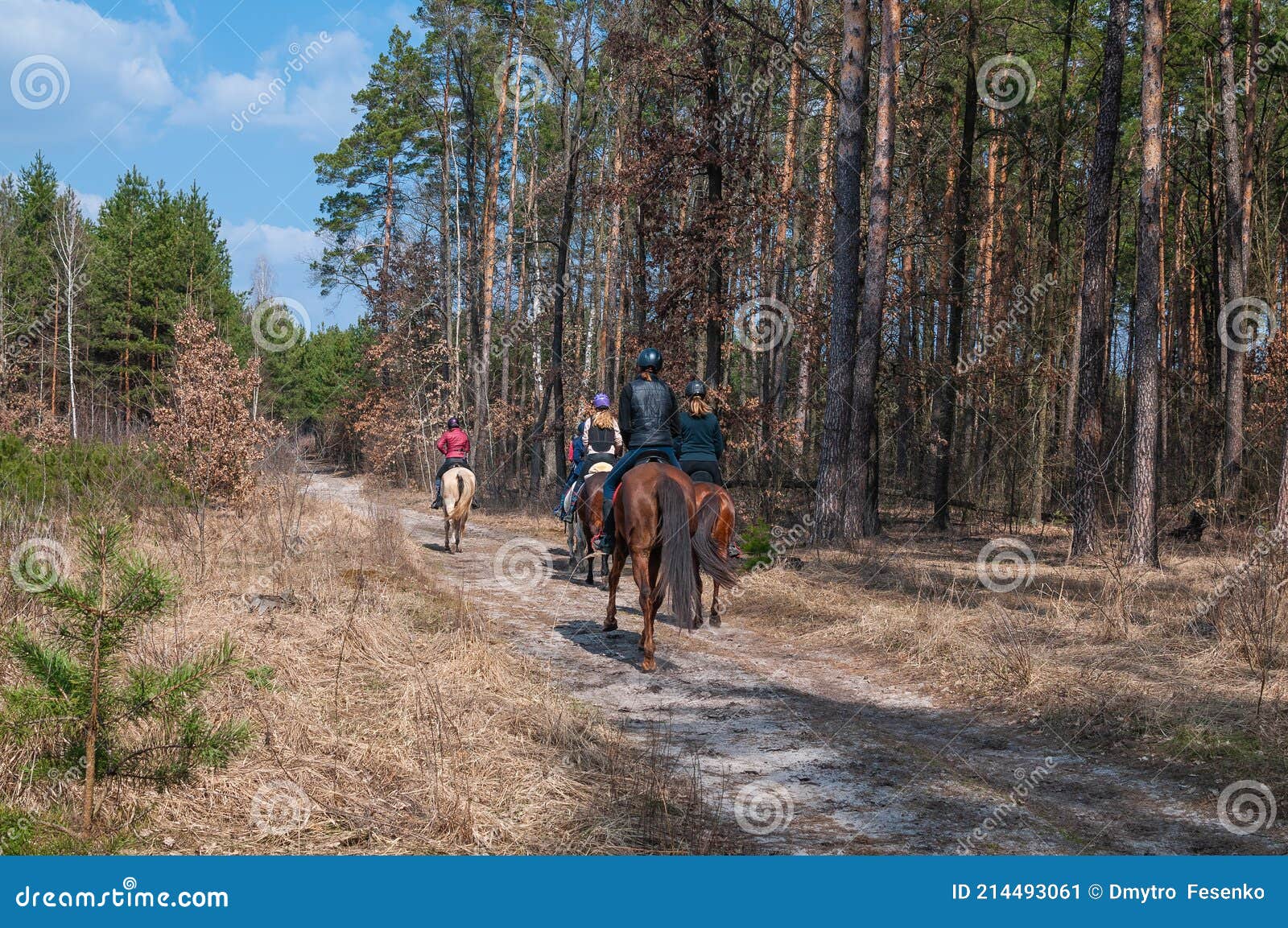 Horseback Riding. Horseback Riding in the Forest Stock Image - Image of ...