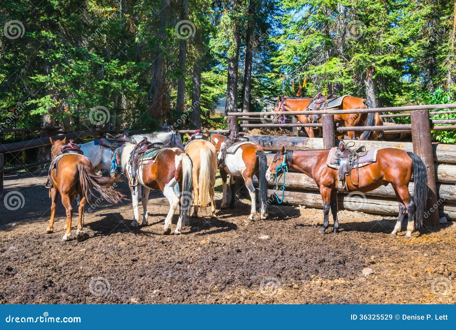Horseback Riding stock image. Image of louise, corral - 36325529