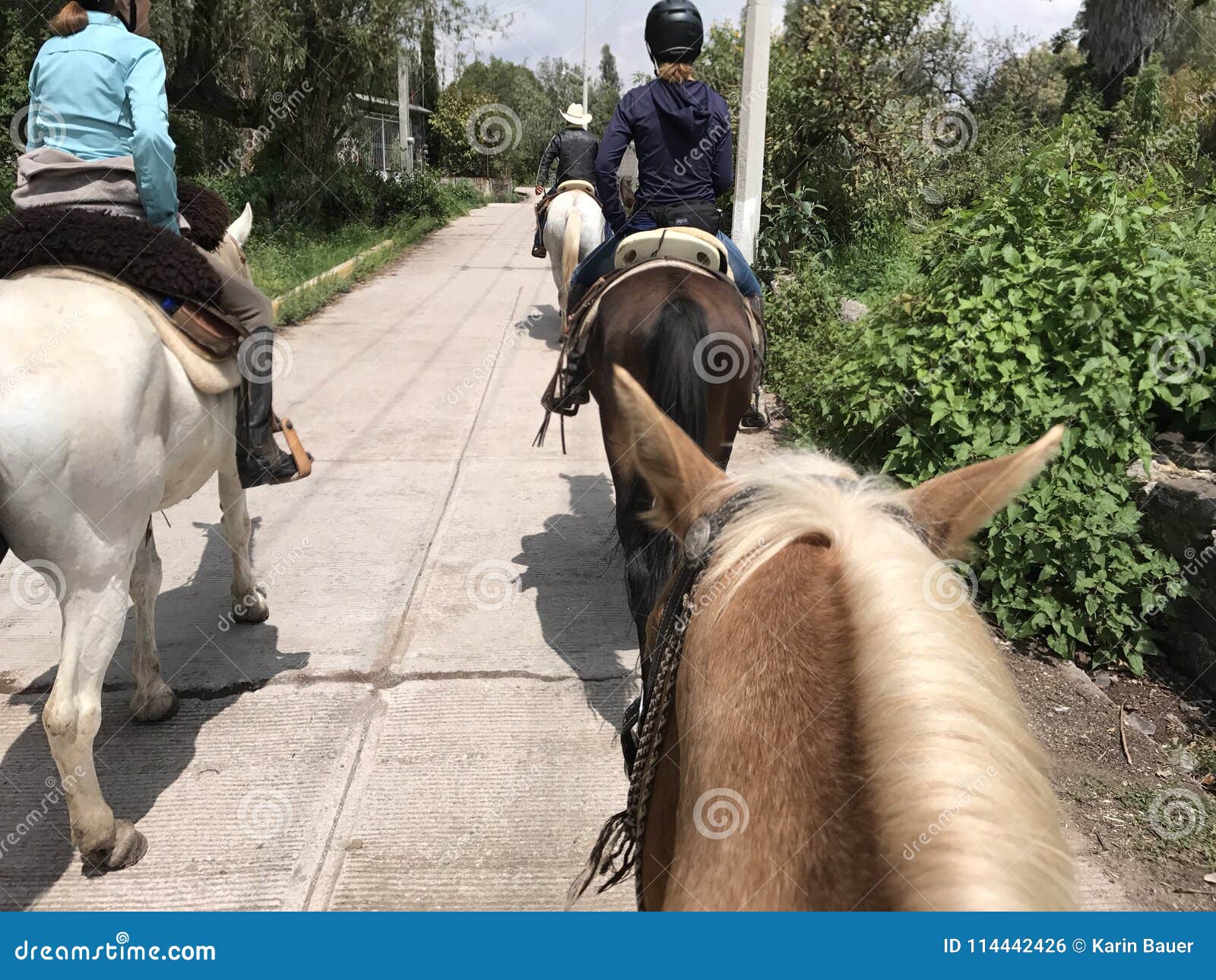Horseback Riding in Mexico editorial photo. Image of riding - 114442426