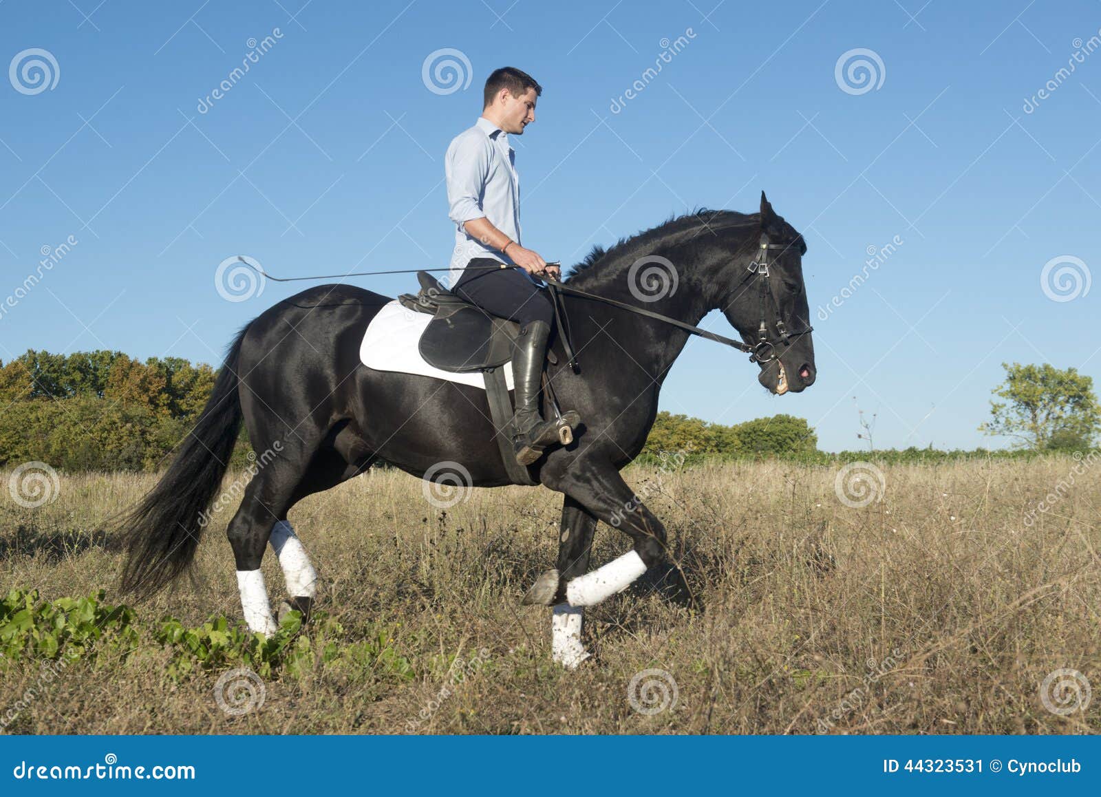Horseback riding stock image. Image of riding, stallion - 44323531