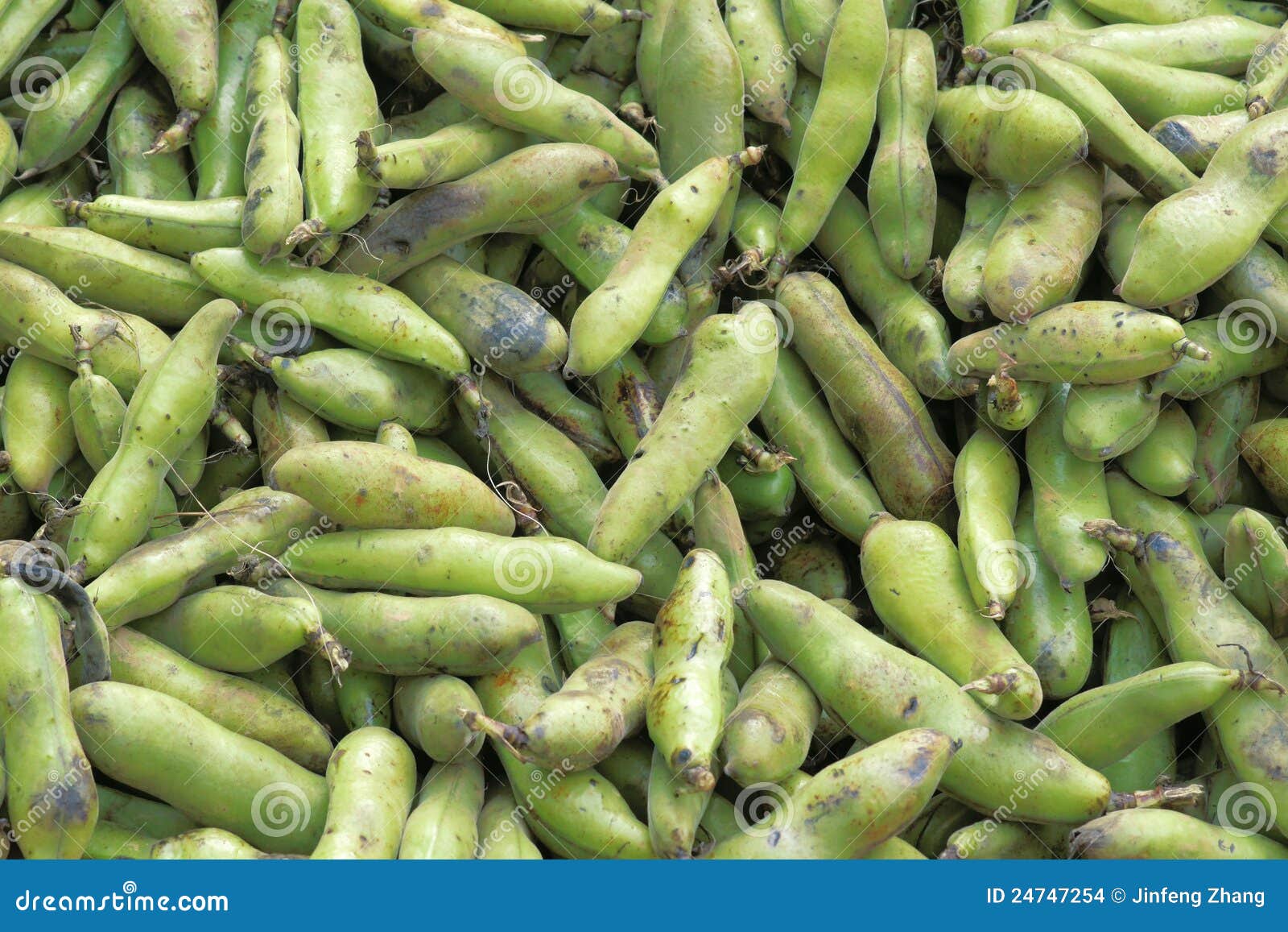 130 Horsebean Photos - Free & Royalty-Free Stock Photos from Dreamstime