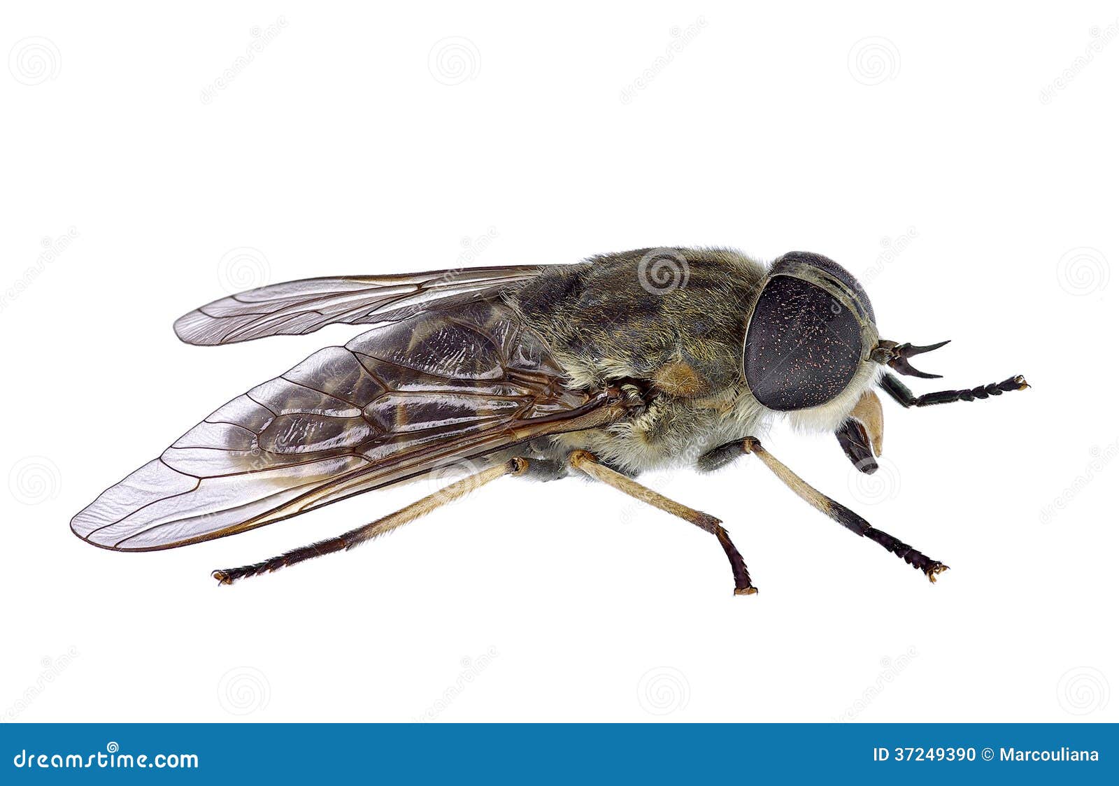 Horsefly (Tabanus Sp. ) in Lateral View Stock Photo - Image of hairy ...