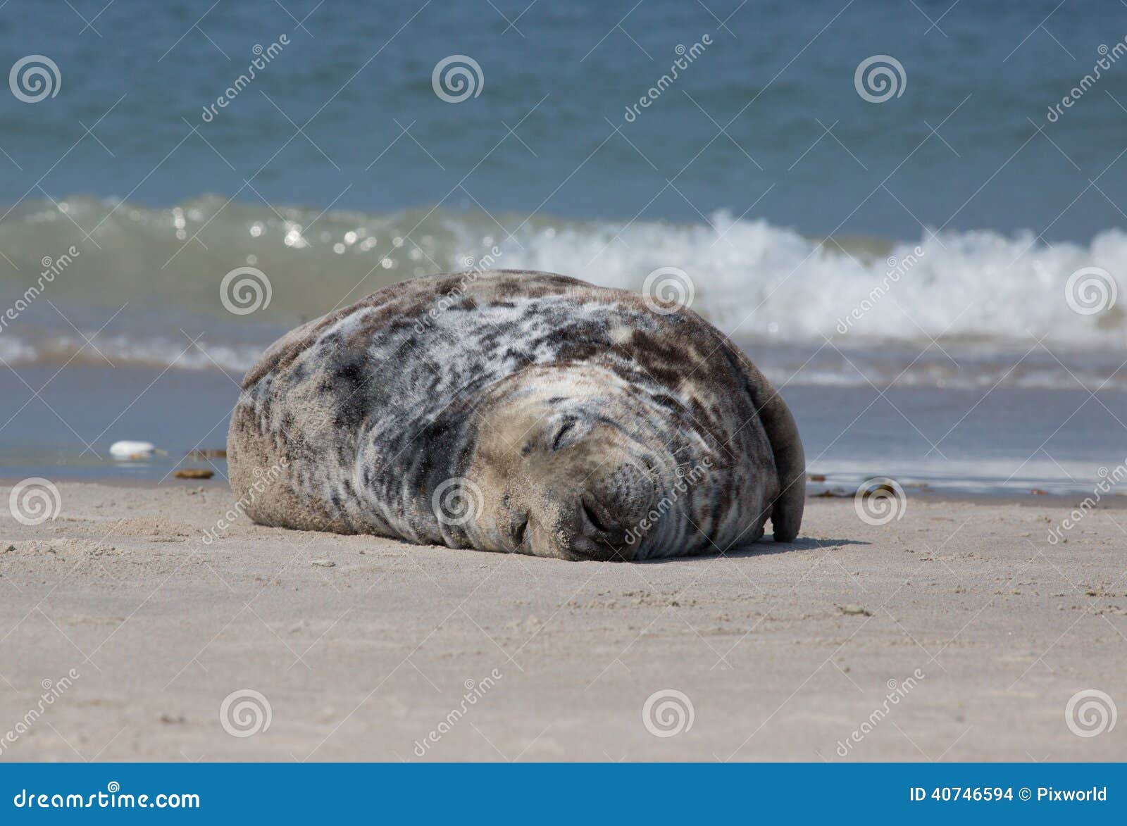 Horsehead seals stock photo. Image of lazy, helgoland - 40746594 Horsehead seals stock photo. Image of lazy, helgoland - 40746594
