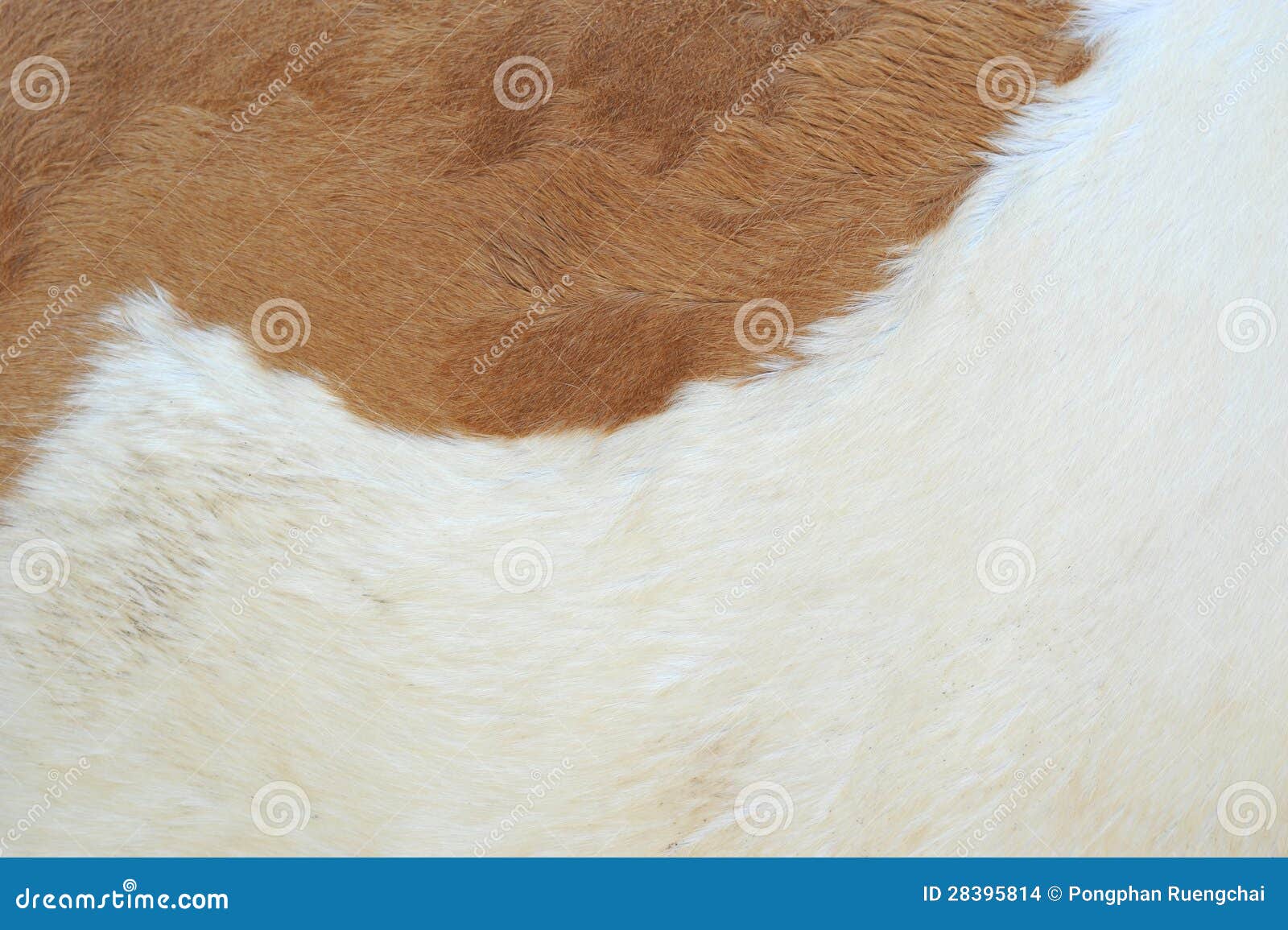Horsehide Photos - Free & Royalty-Free Stock Photos from Dreamstime