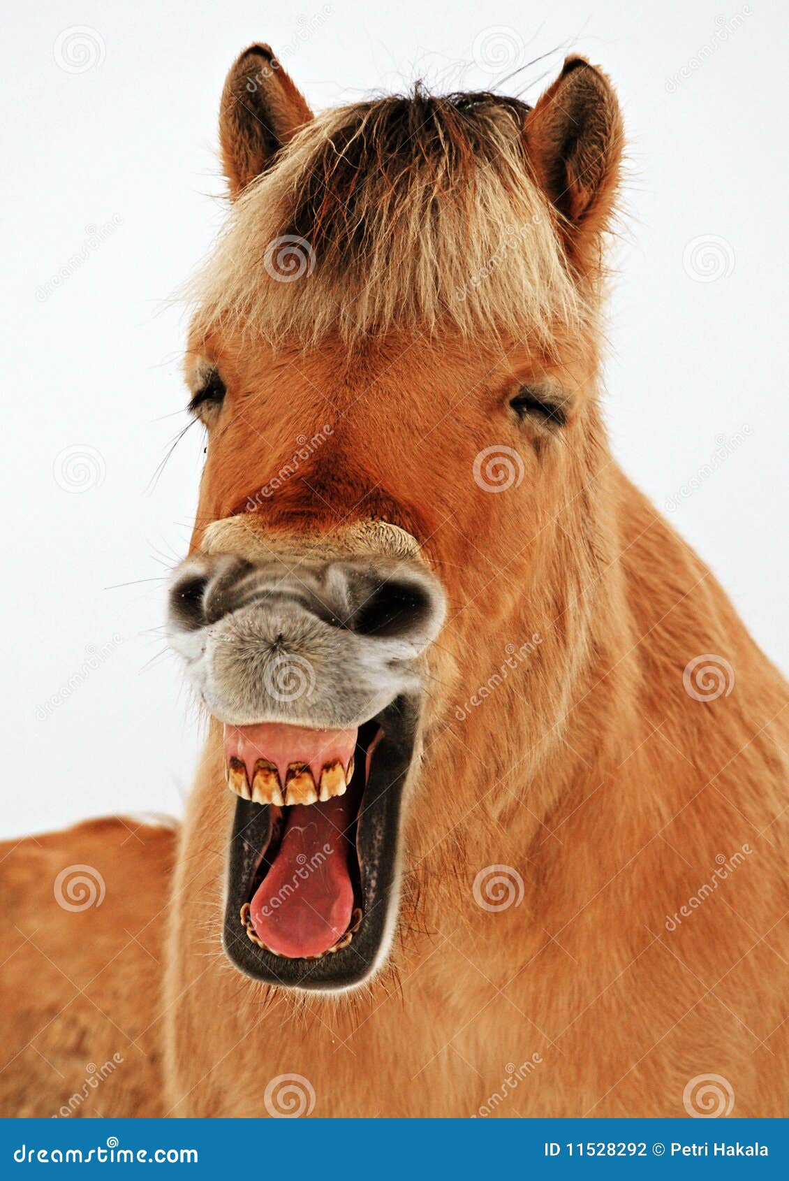 Horselaugh stock photo. Image of horse, closed, mouth - 11528292
