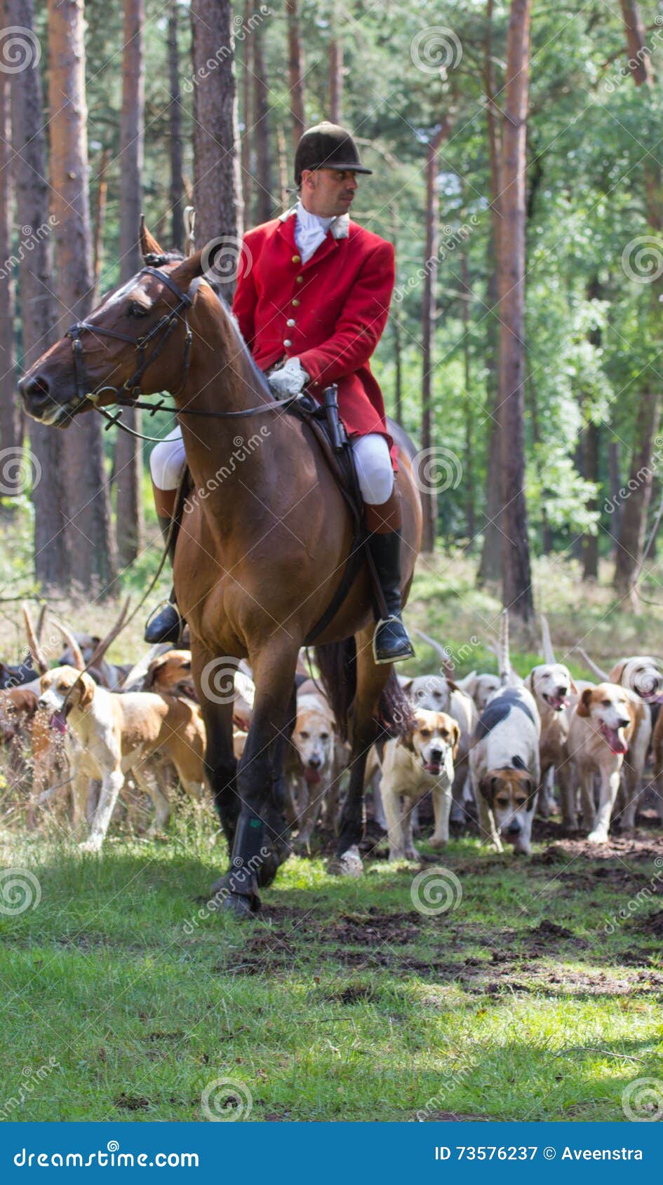 Horseman with English Pointer Hunting Dogs Editorial Photography ...