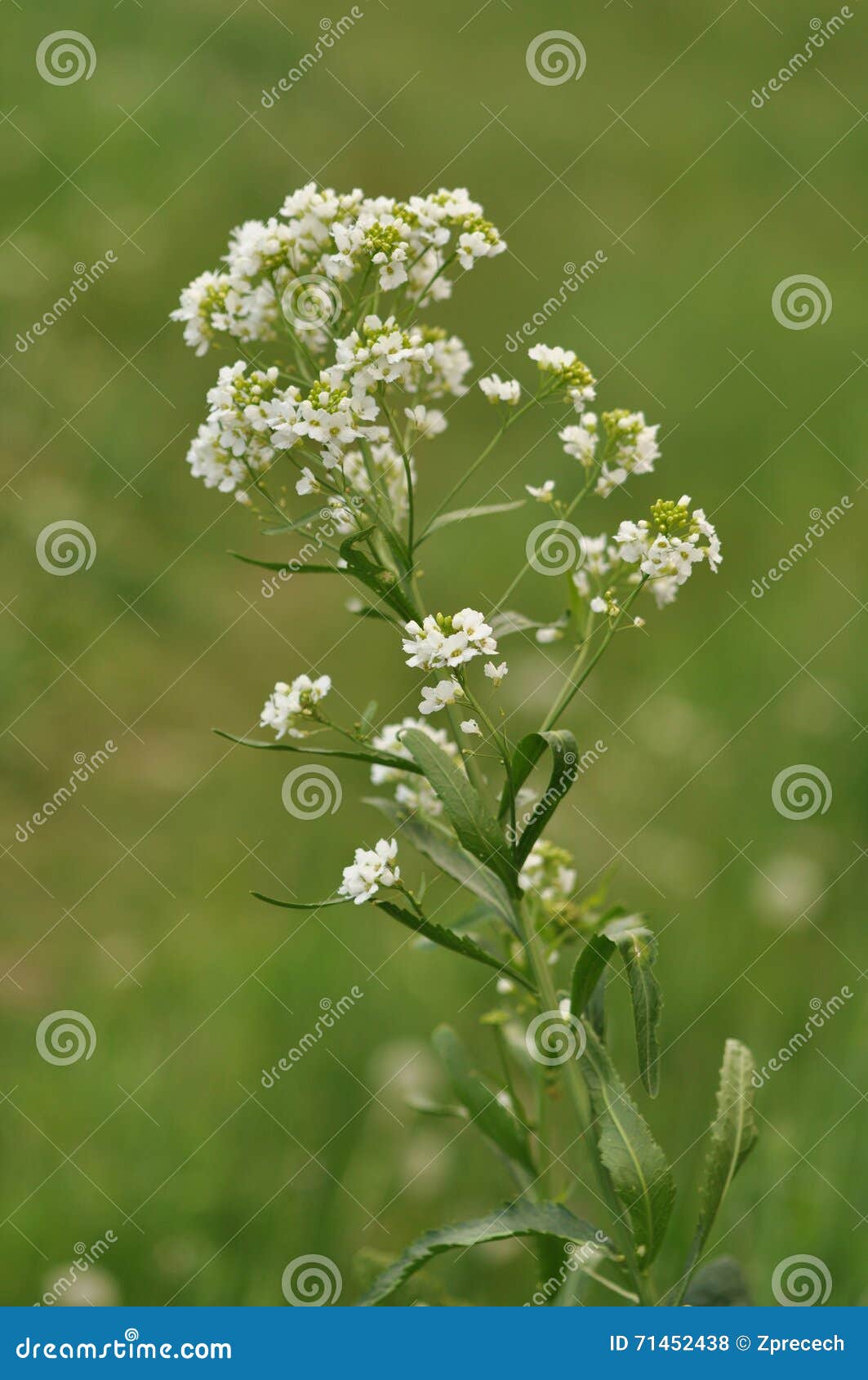 Horseradish Armoracia Rusticana Flower Stock Photo | CartoonDealer.com ...