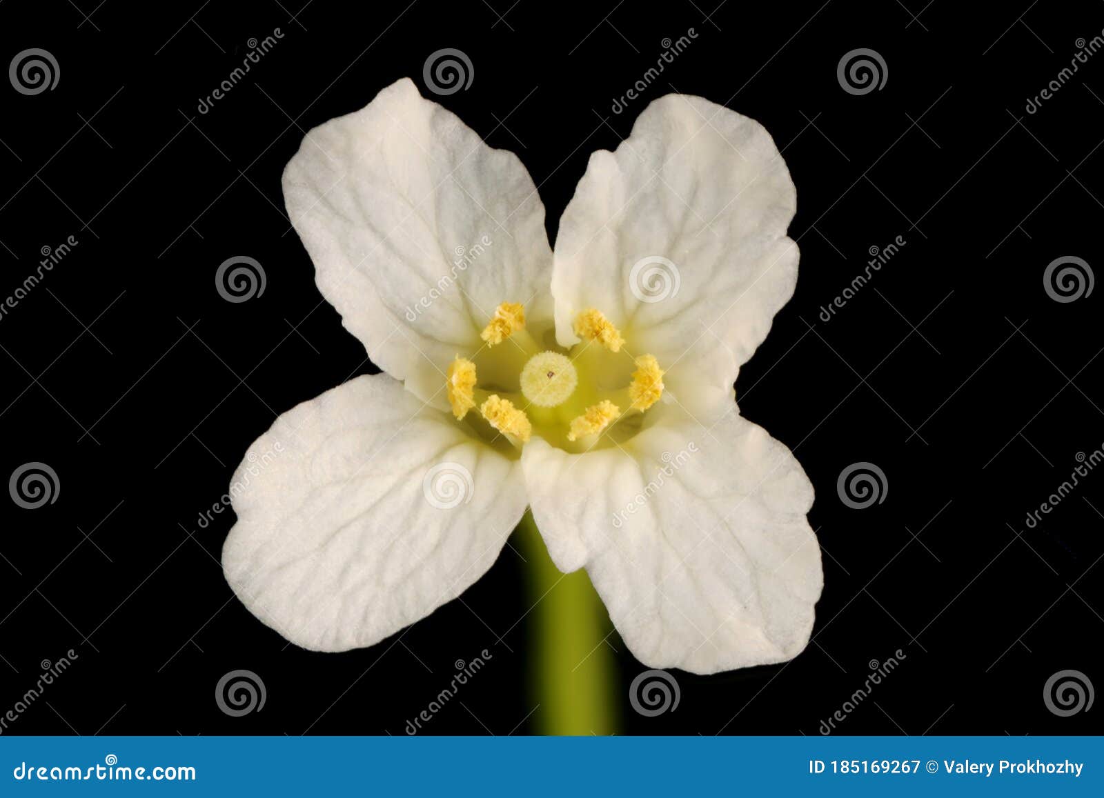 Horseradish Armoracia Rusticana. Flower Closeup Stock Image - Image of ...