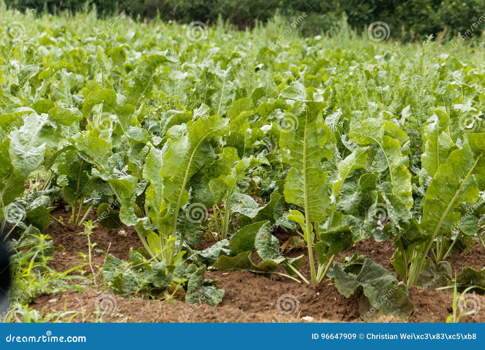 Horseradish Plants, Armoracia Rusticana Stock Image - Image of wasabi ...
