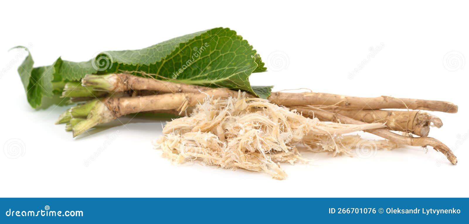 Horseradish Roots and Leaves Stock Photo - Image of spice, herbal ...
