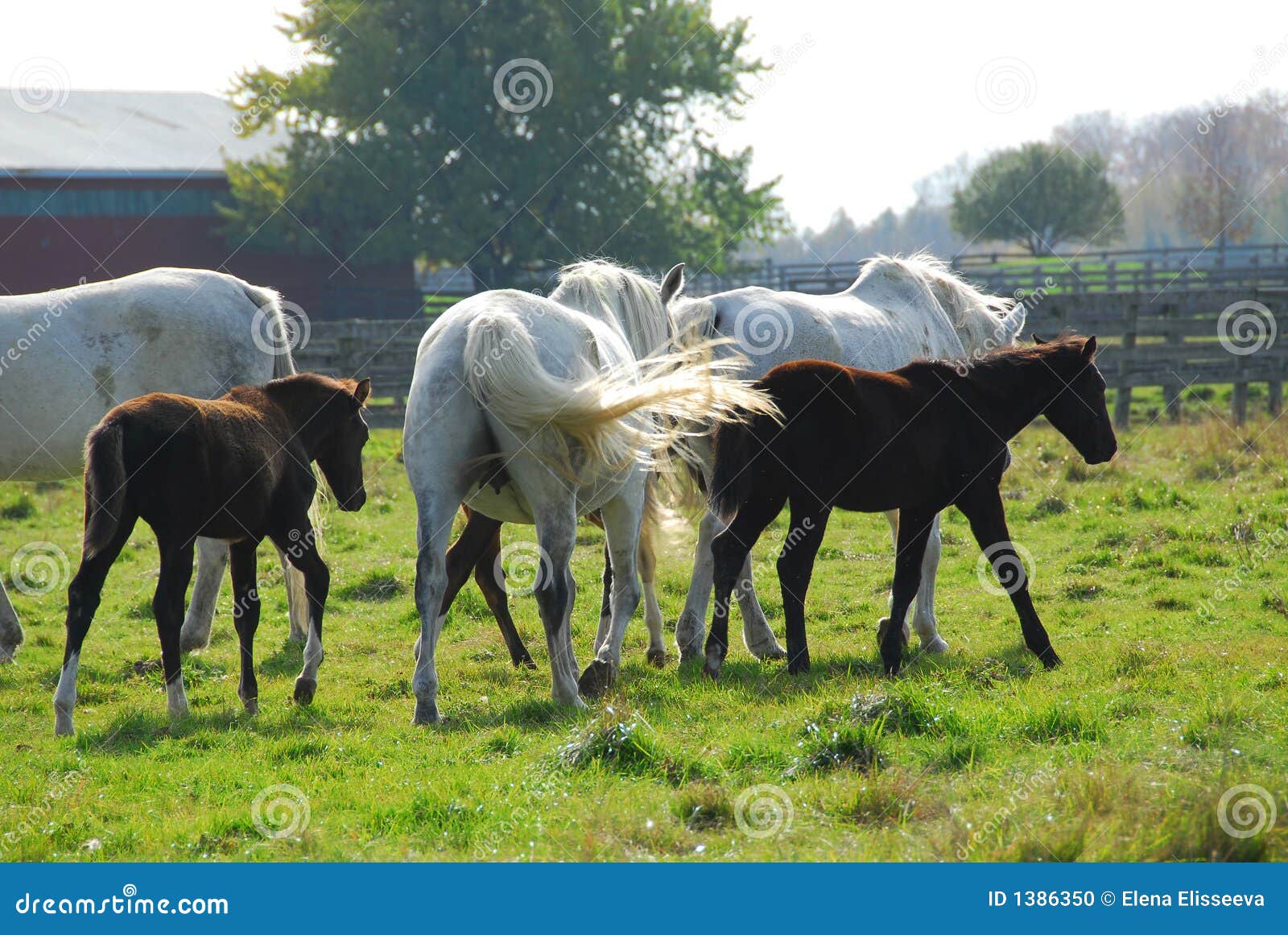 Horses stock photo. Image of colt, colts, livestock, mare - 1386350