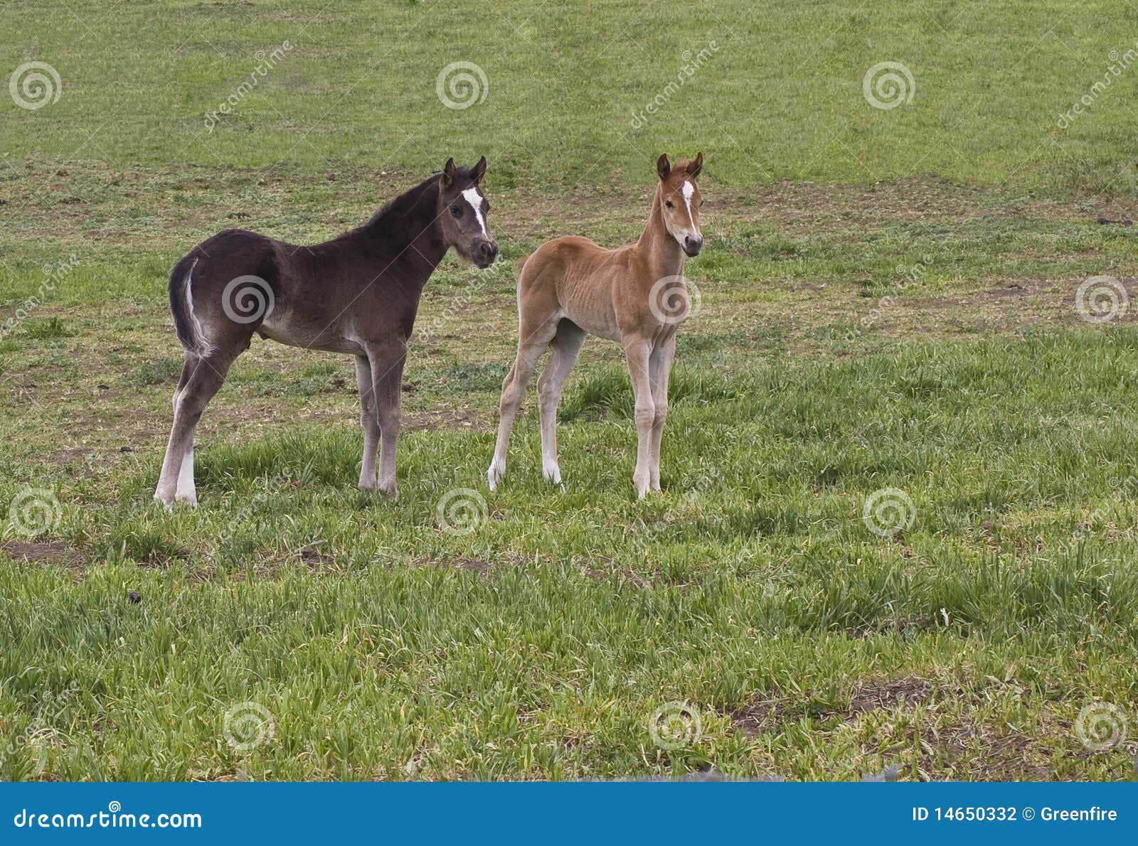 Quarter Horse Yearlings Photos - Free & Royalty-Free Stock Photos from ...