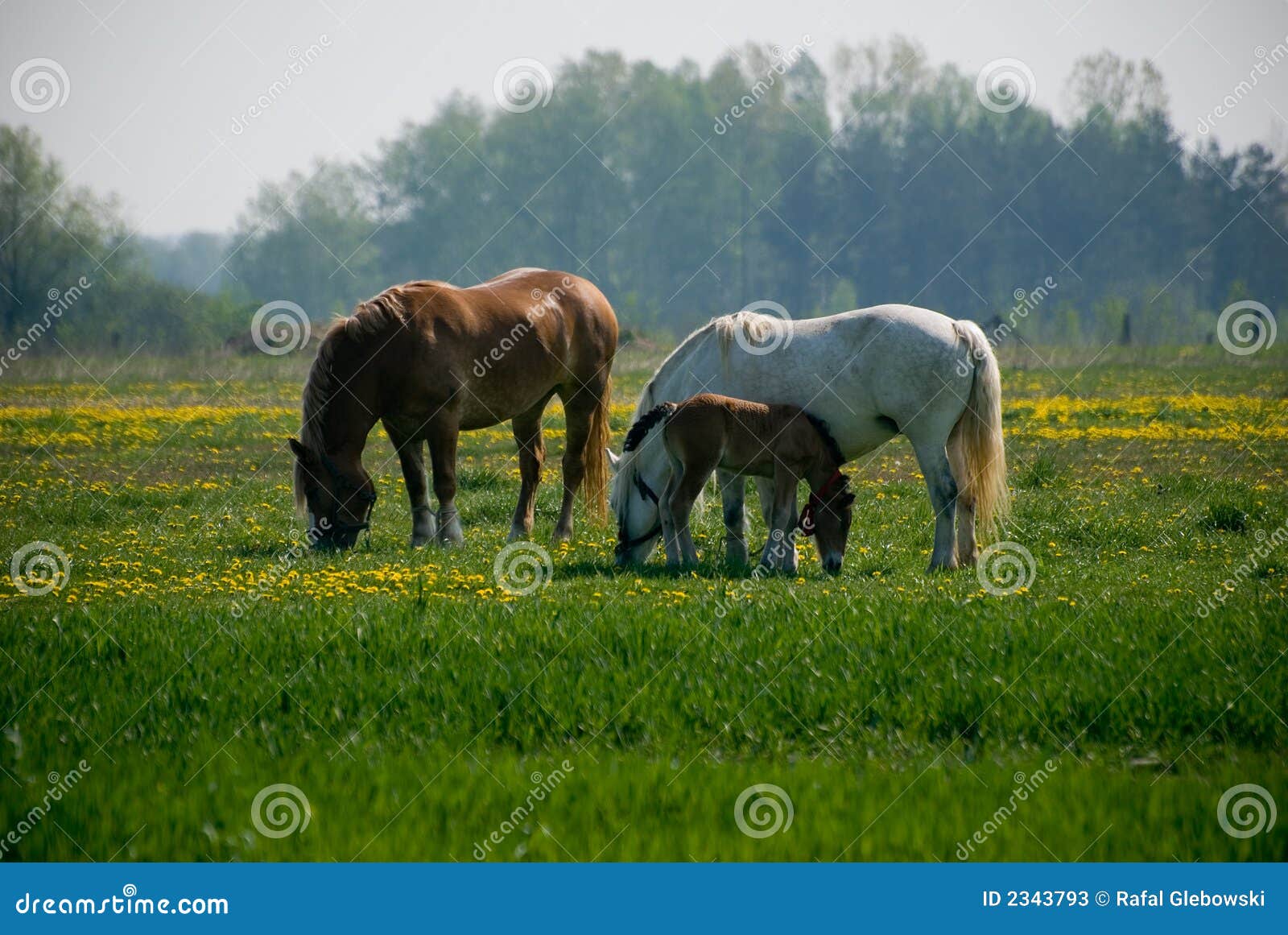 Horses stock image. Image of beauty, spring, wild, farm - 2343793