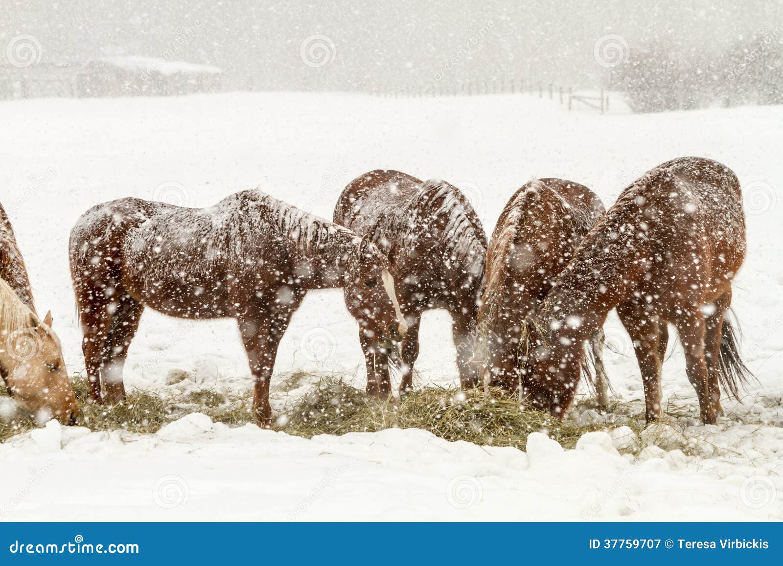 Horses stock image. Image of country, quarter, falling - 37759707