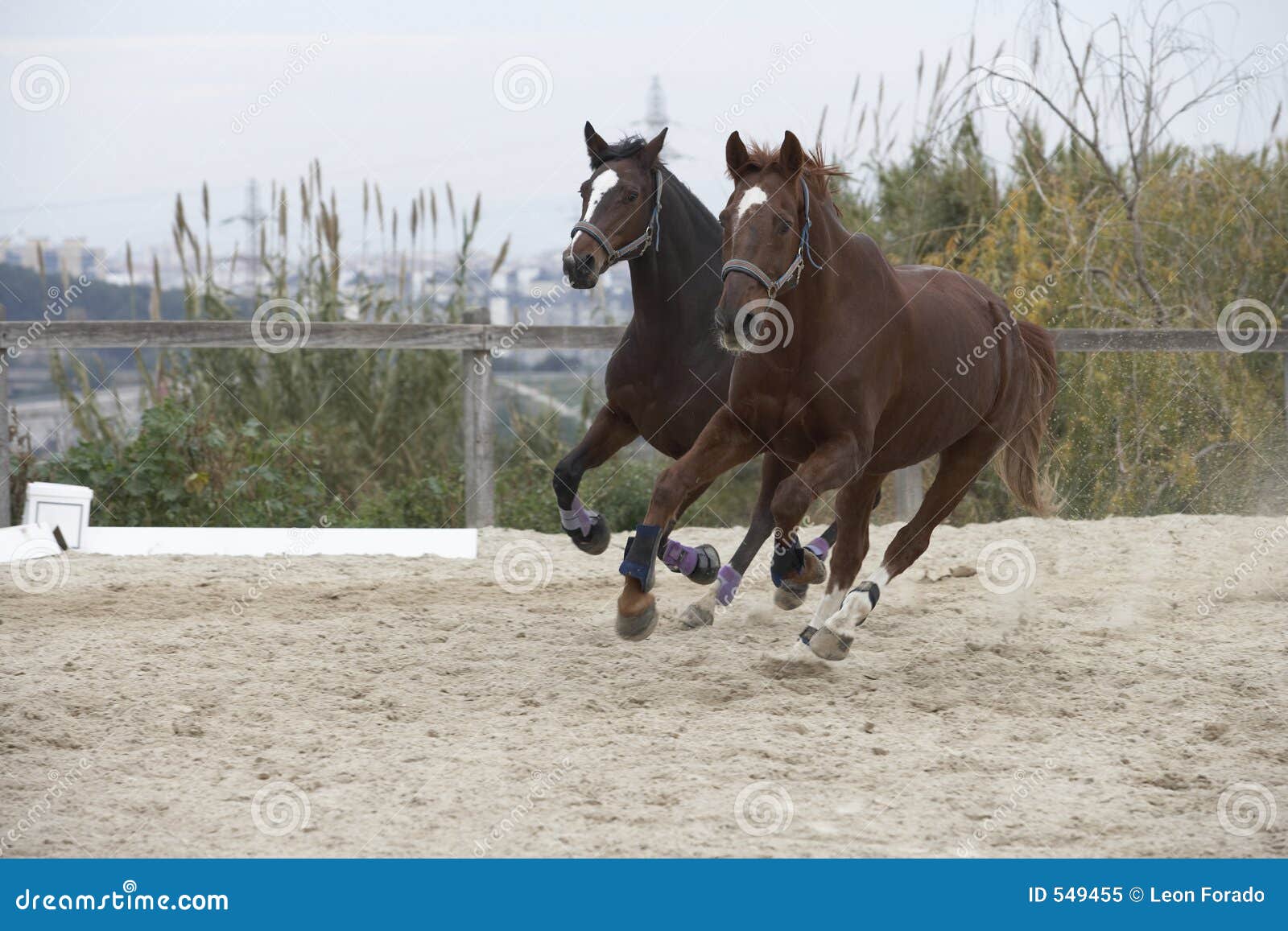 Horses stock image. Image of gallop, rider, equine, mammals - 549455