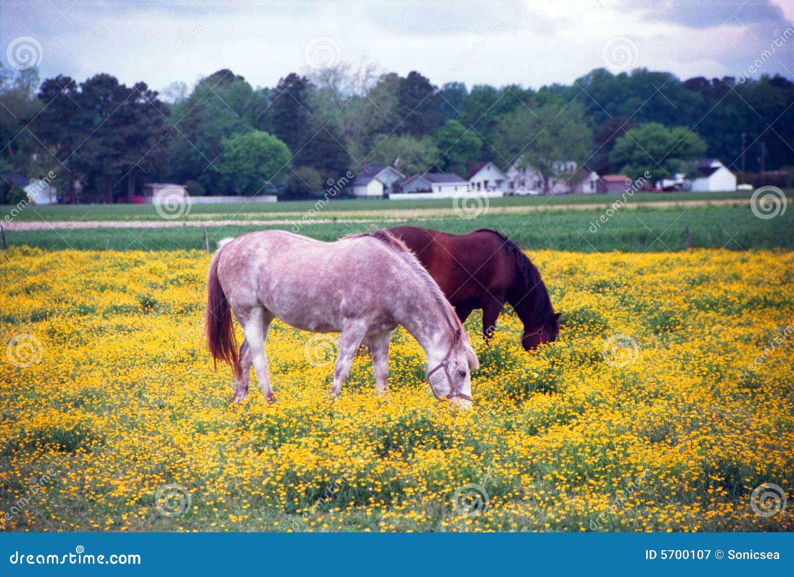 Horses stock image. Image of flowers, meadow, natural - 5700107