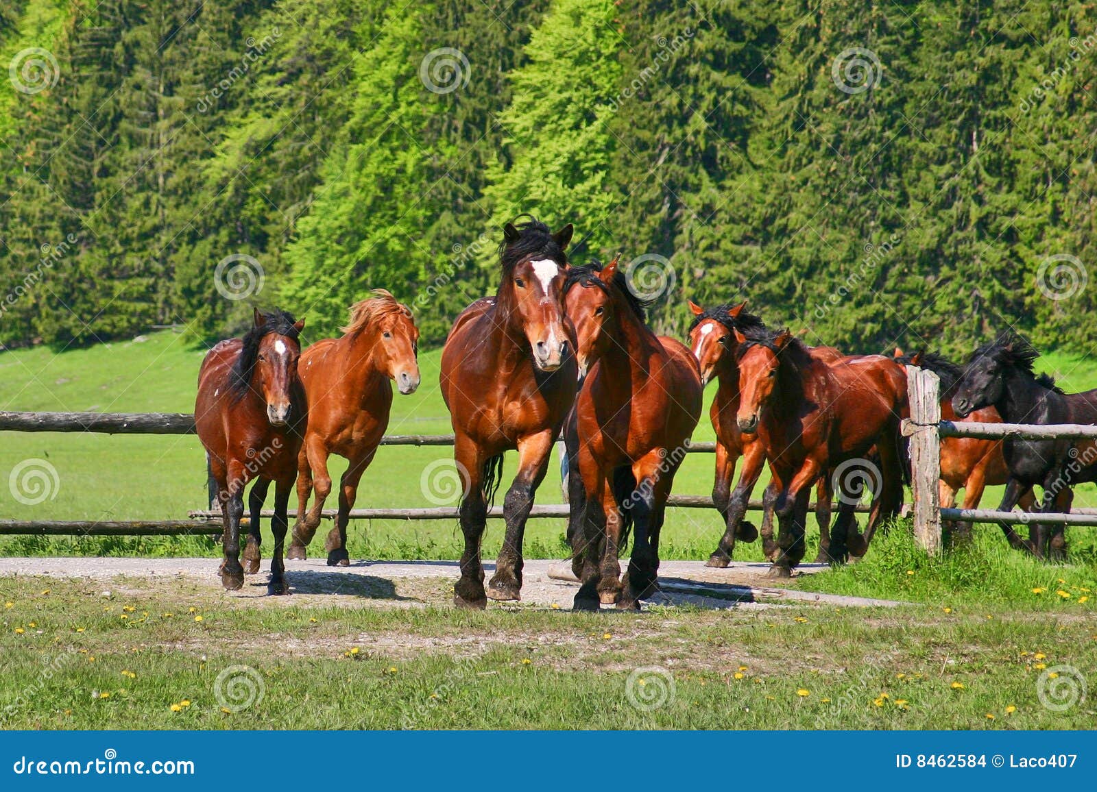 Horses stock photo. Image of horde, slovakia, landscape - 8462584