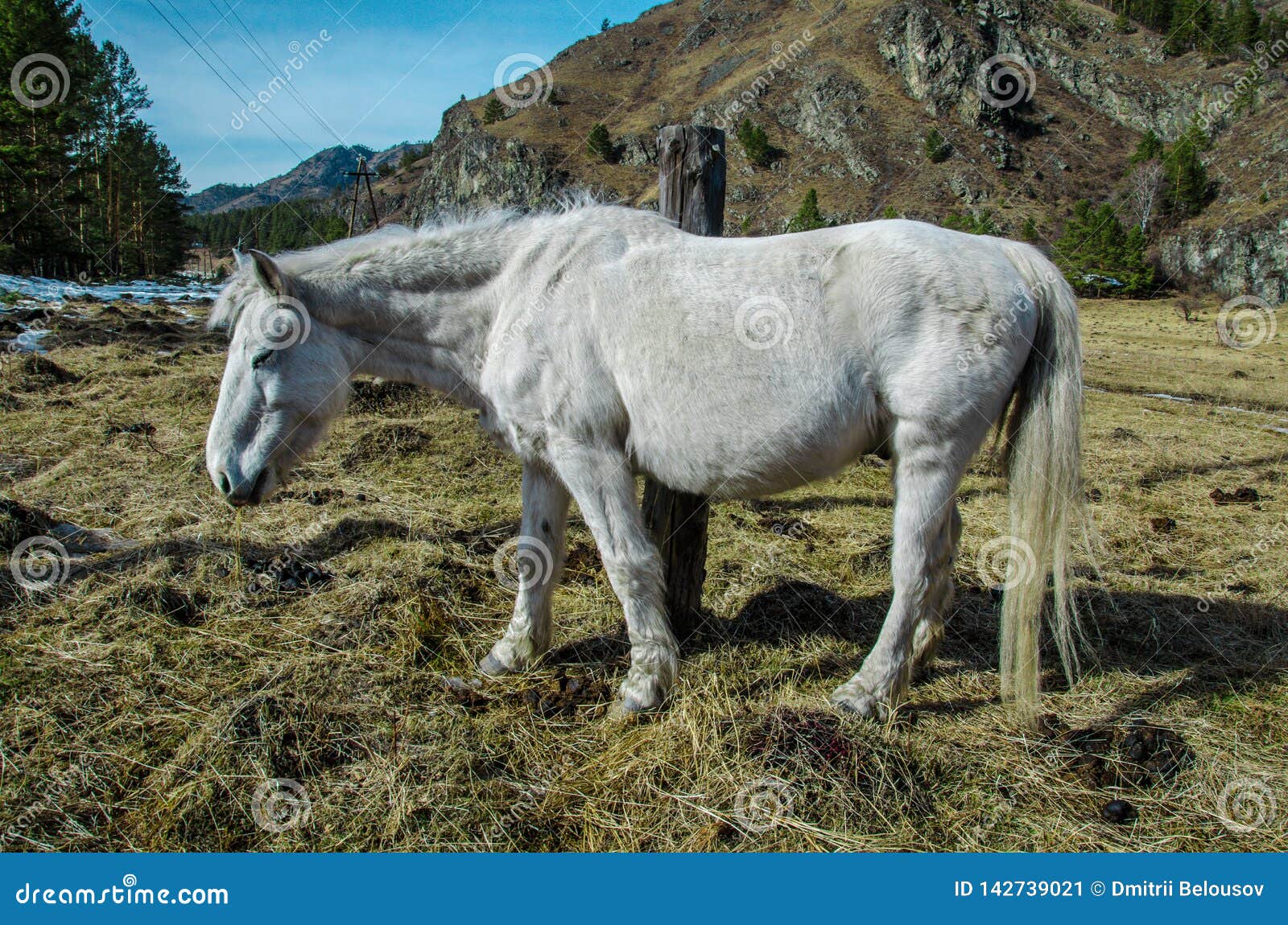 Horses in the Altai Mountains Stock Image - Image of nature, equine ...