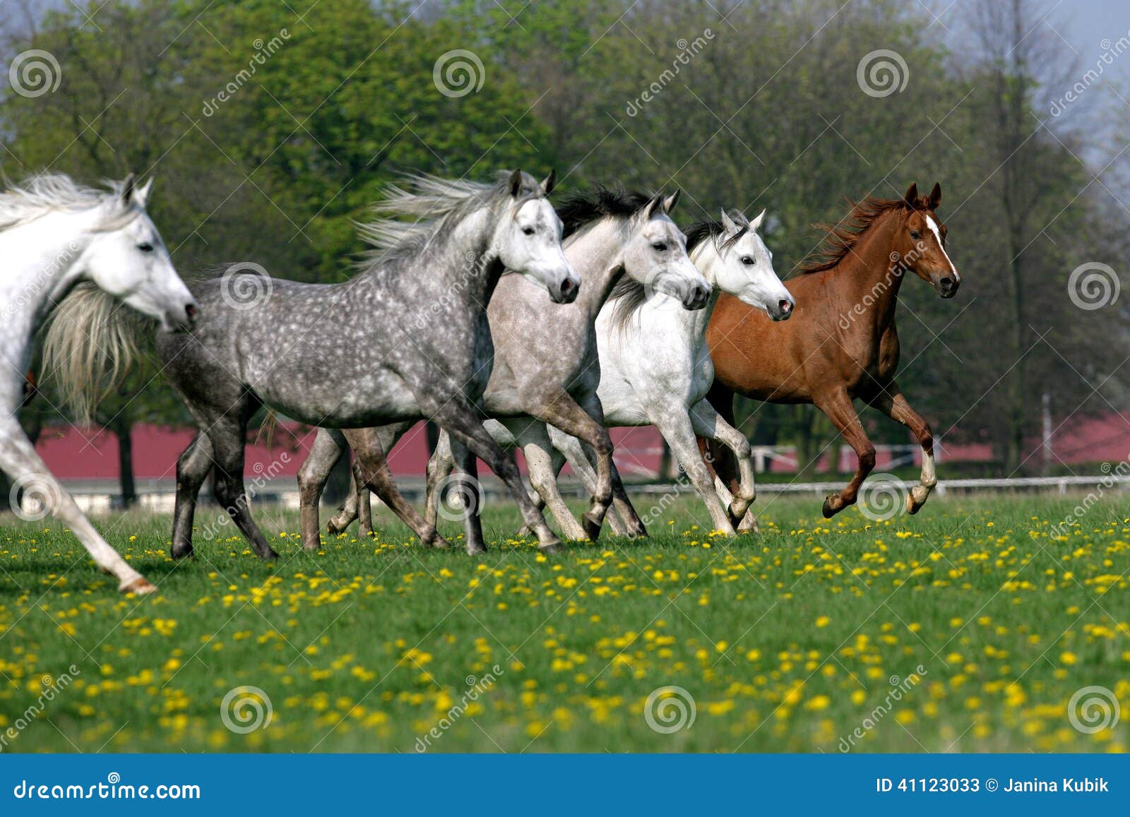 Horses stock image. Image of spring, farm, herd, horse - 41123033