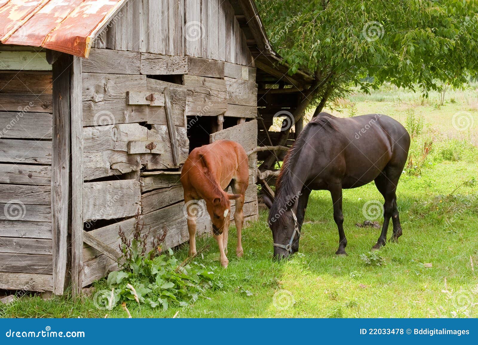 Horses by the Barn stock photo. Image of beauty, eating - 22033478