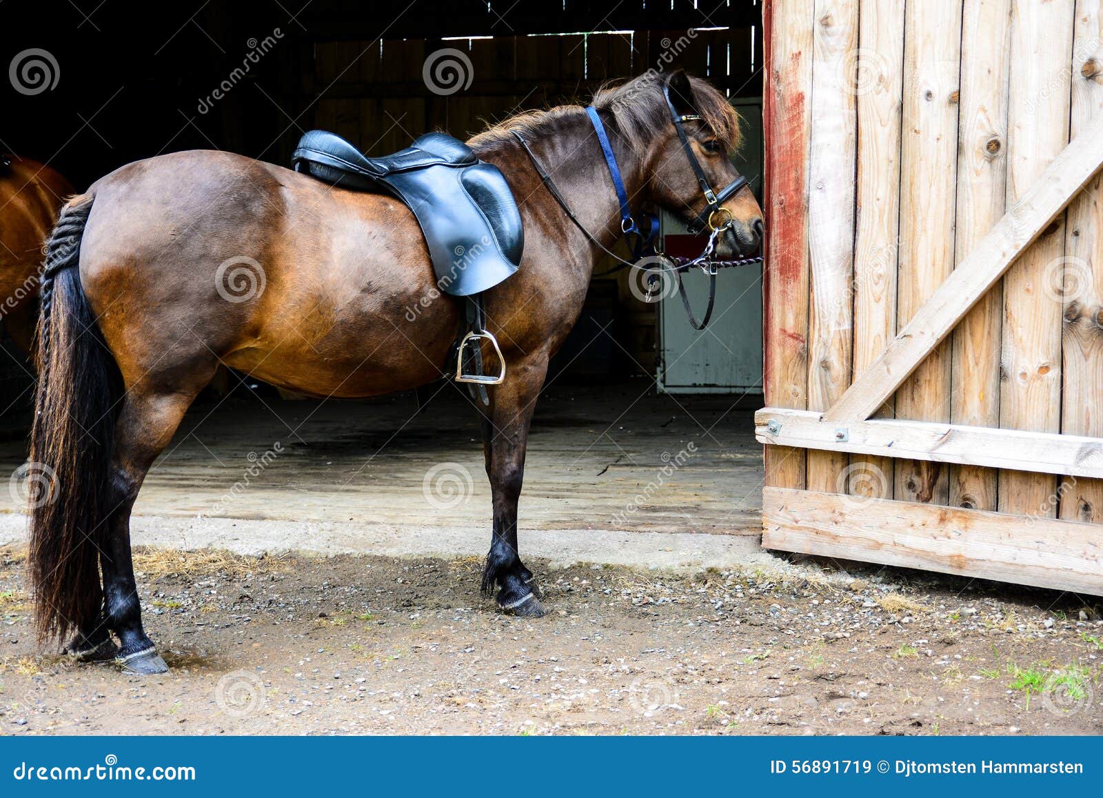 The horses by the barn stock image. Image of ridden, animal - 56891719