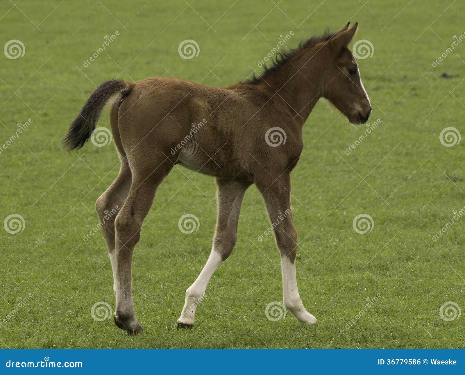 Horses stock photo. Image of stute, germany, nature, stallion - 36779586