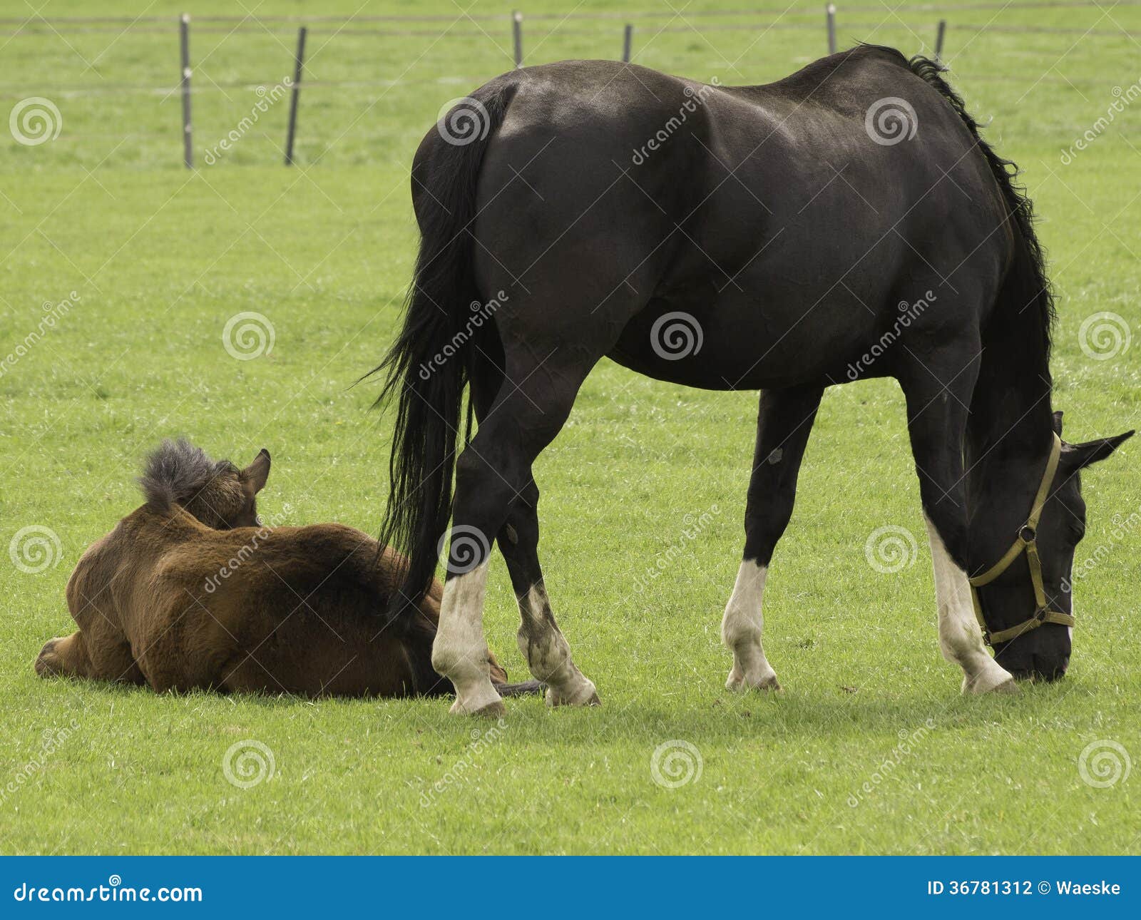 Horses stock photo. Image of stute, fohlen, germany, muensterland ...
