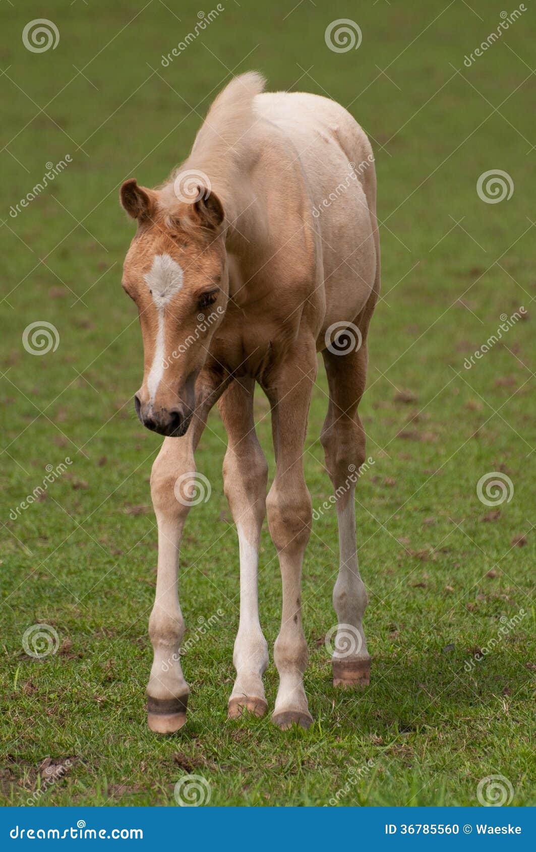 Horses stock photo. Image of weide, muensterland, stute - 36785560