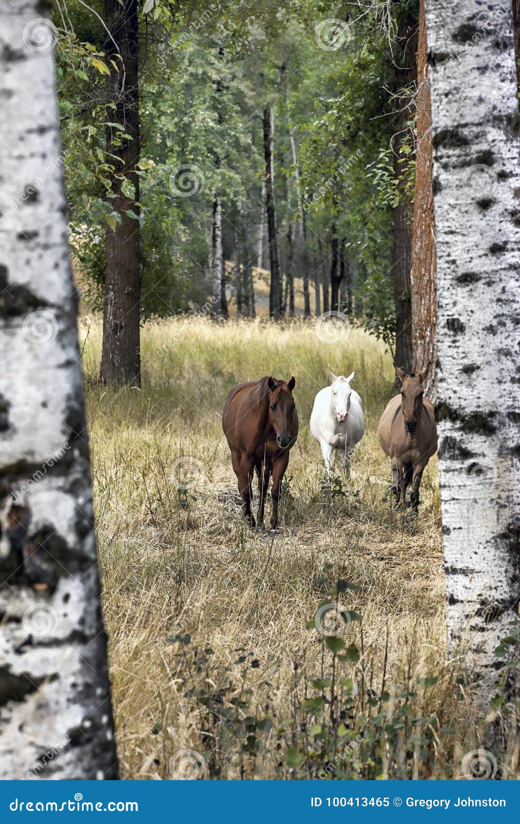Horses among birch trees. stock image. Image of mammal - 100413465