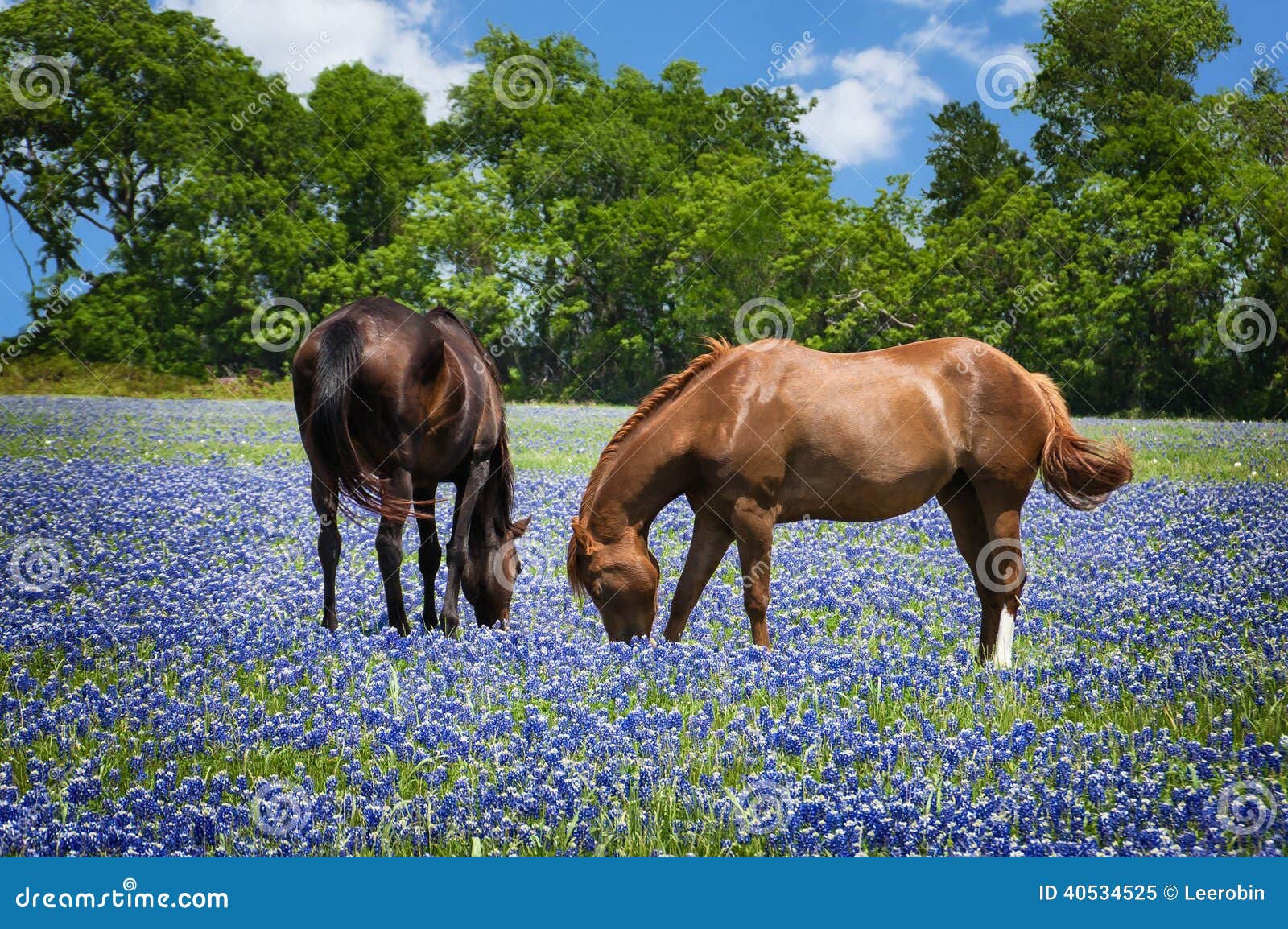 Horses in Bluebonnet Pasture Stock Image - Image of horses, pasture ...