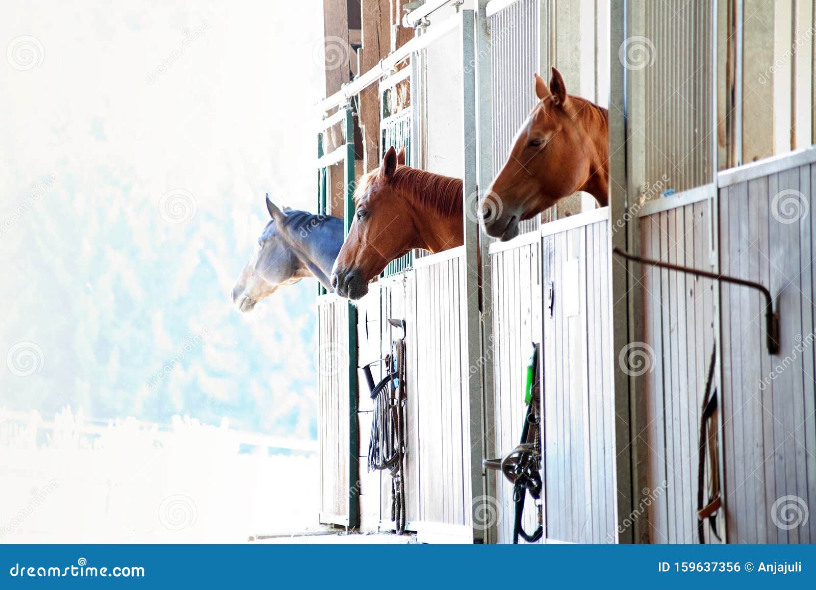 Horses in box in stable stock photo. Image of purebred - 159637356