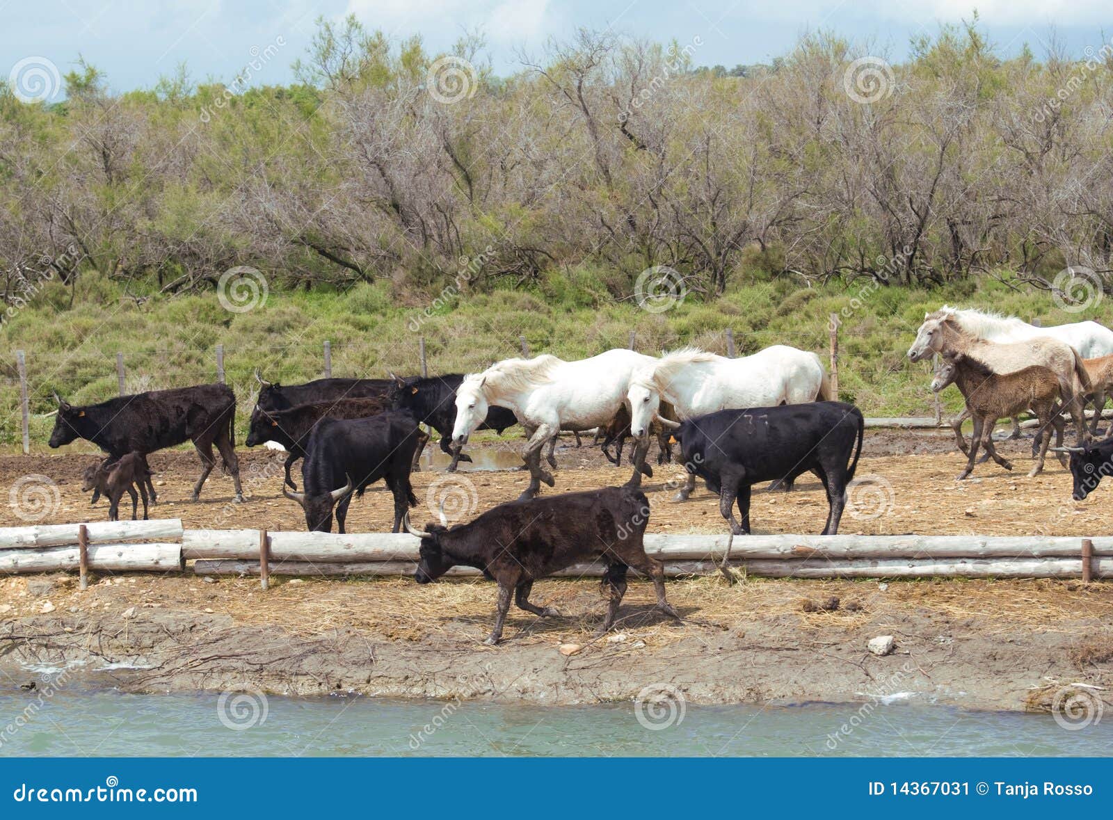 Horses and bulls stock image. Image of white, provencial - 14367031