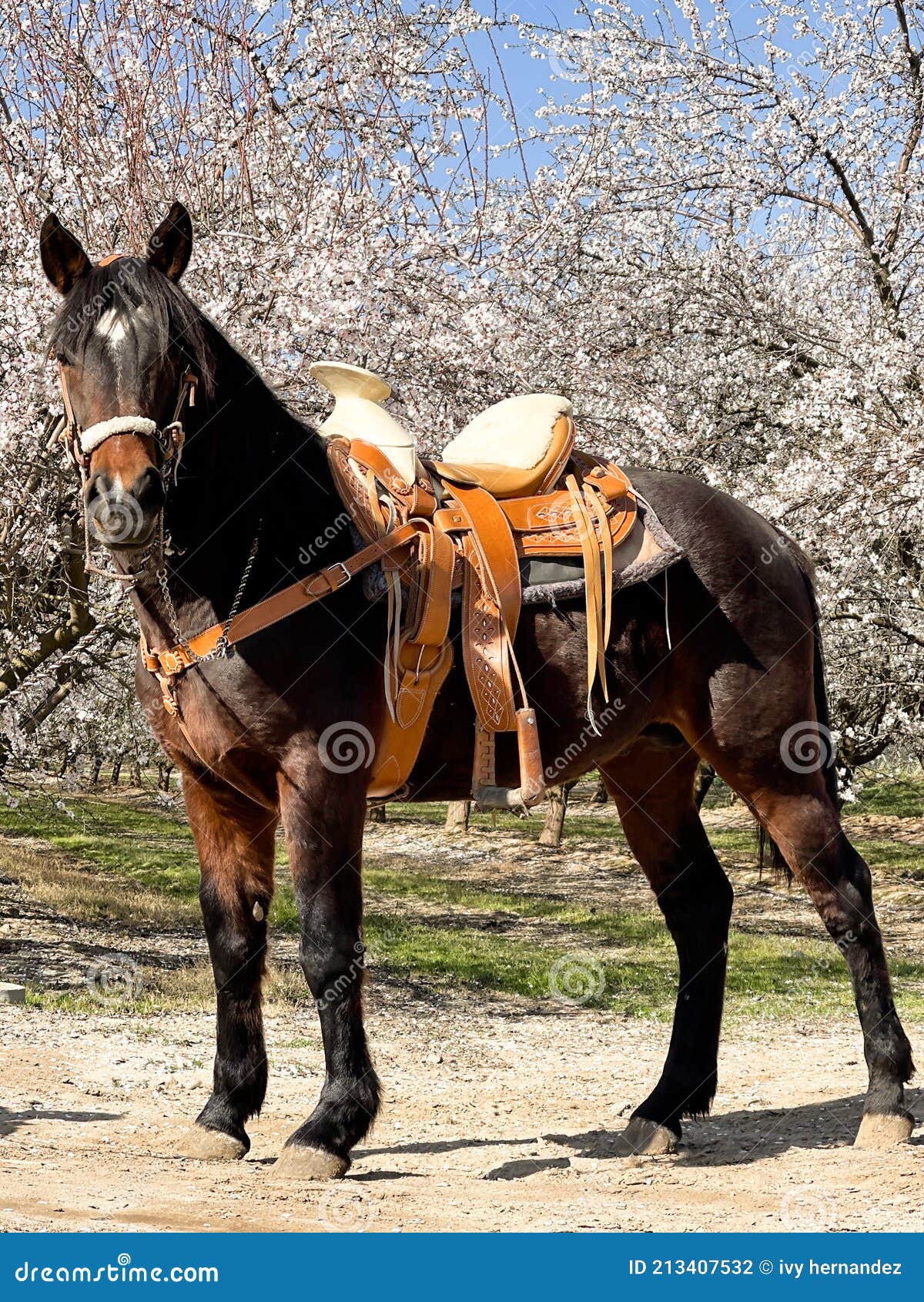 Horses caballo semental stock photo. Image of horses - 213407532