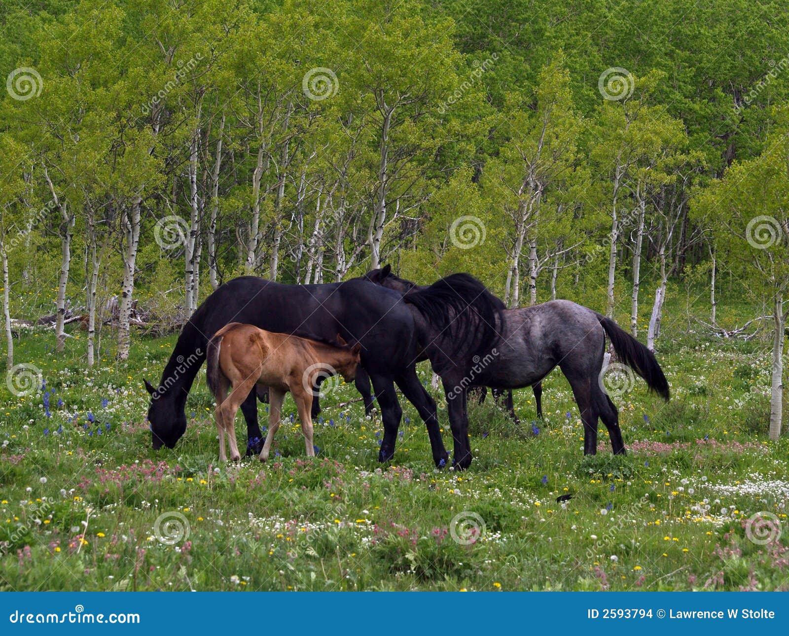 Horses and Colt stock photo. Image of colt, mare, mother - 2593794