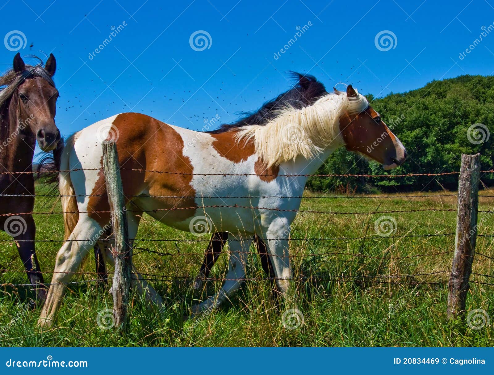 Horses and colts free stock image. Image of help, races - 20834469